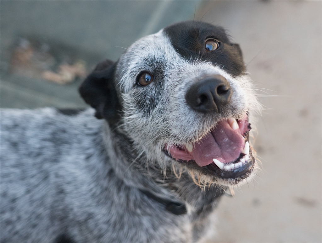 Jessie - Medium Female Pointer x Australian Cattledog Mix Dog in VIC ...