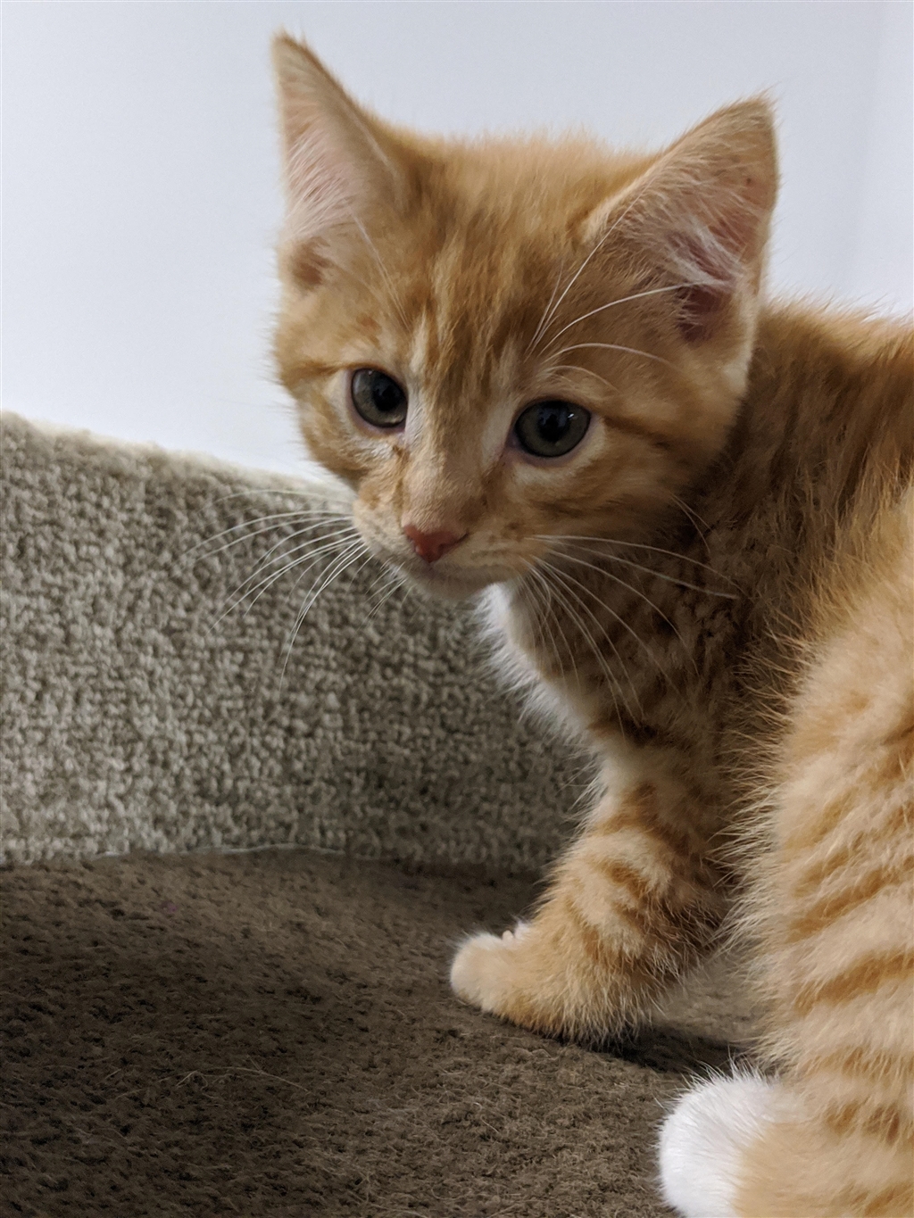 Chupa Chups - Male Dsh Mix Cat in VIC - PetRescue
