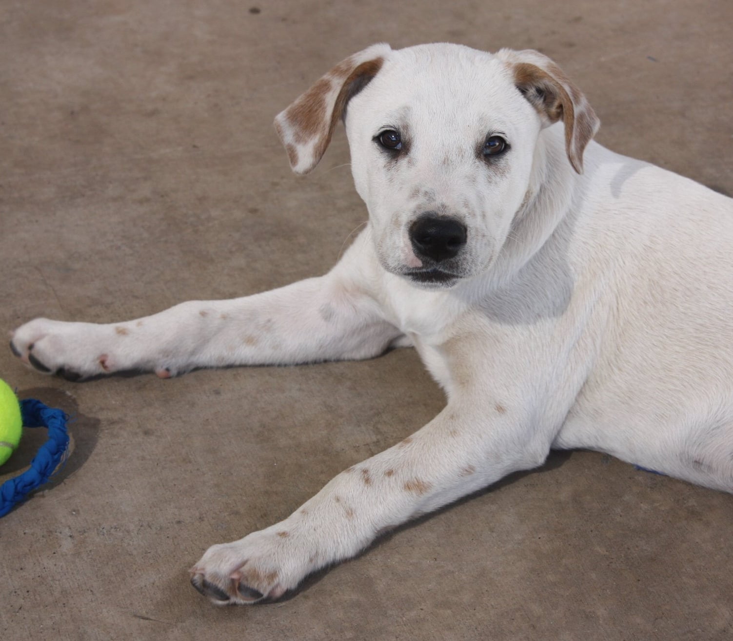 Reef - Large Male Great Dane x Ridgeback x Cross breed Dog in QLD ...
