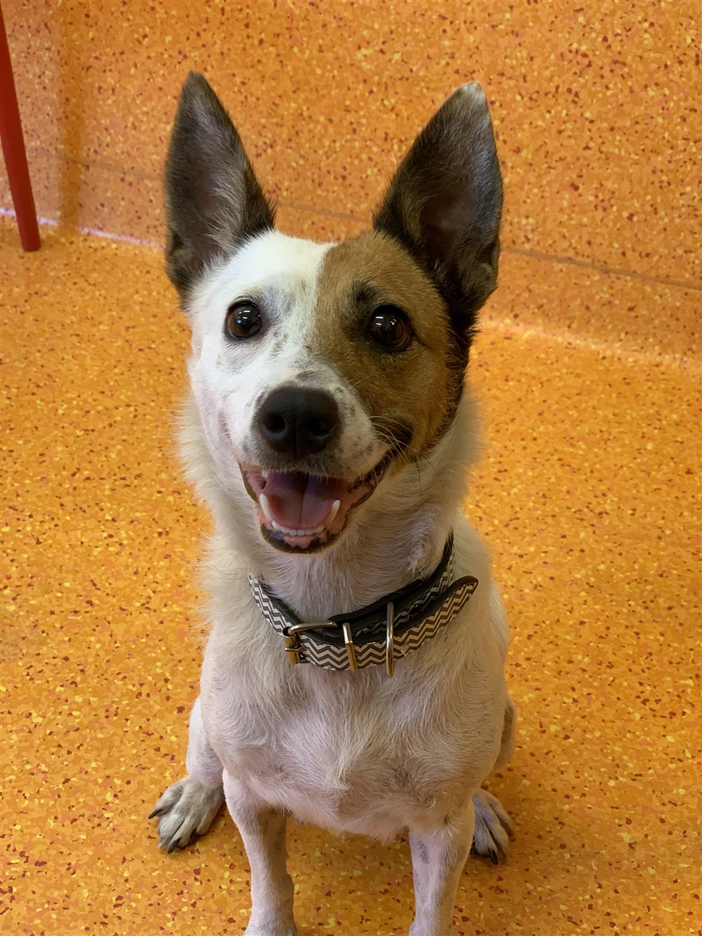 Evie - Small Female Australian Cattle Dog x Jack Russell Terrier Mix ...