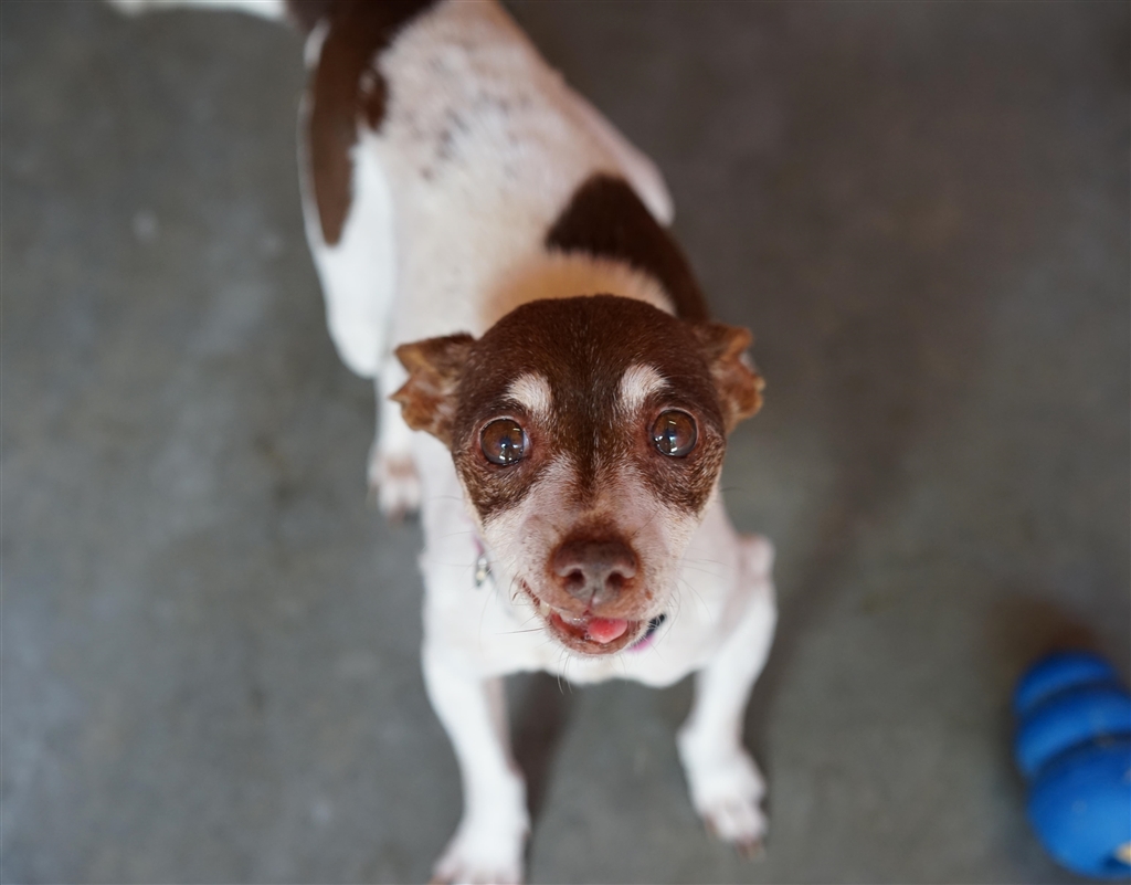 Sassy - Small Female Miniature Fox Terrier Mix Dog in QLD - PetRescue