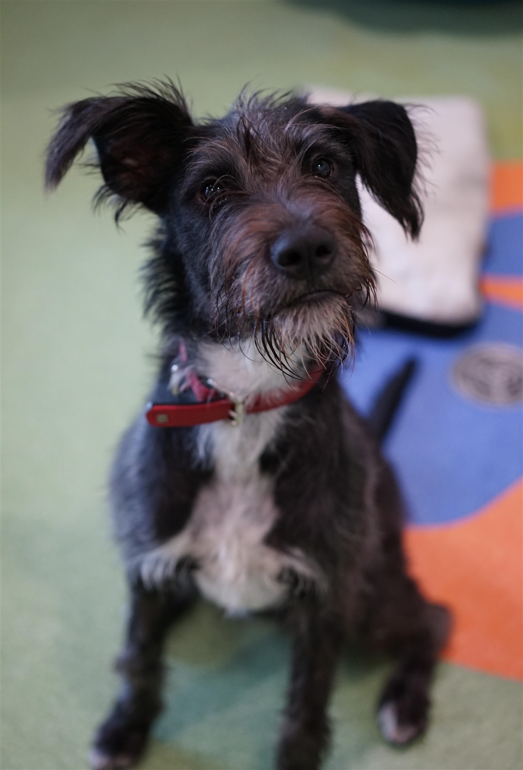 Bob - Large Male Tasmanian Smithfield Dog Mix Dog in QLD - PetRescue