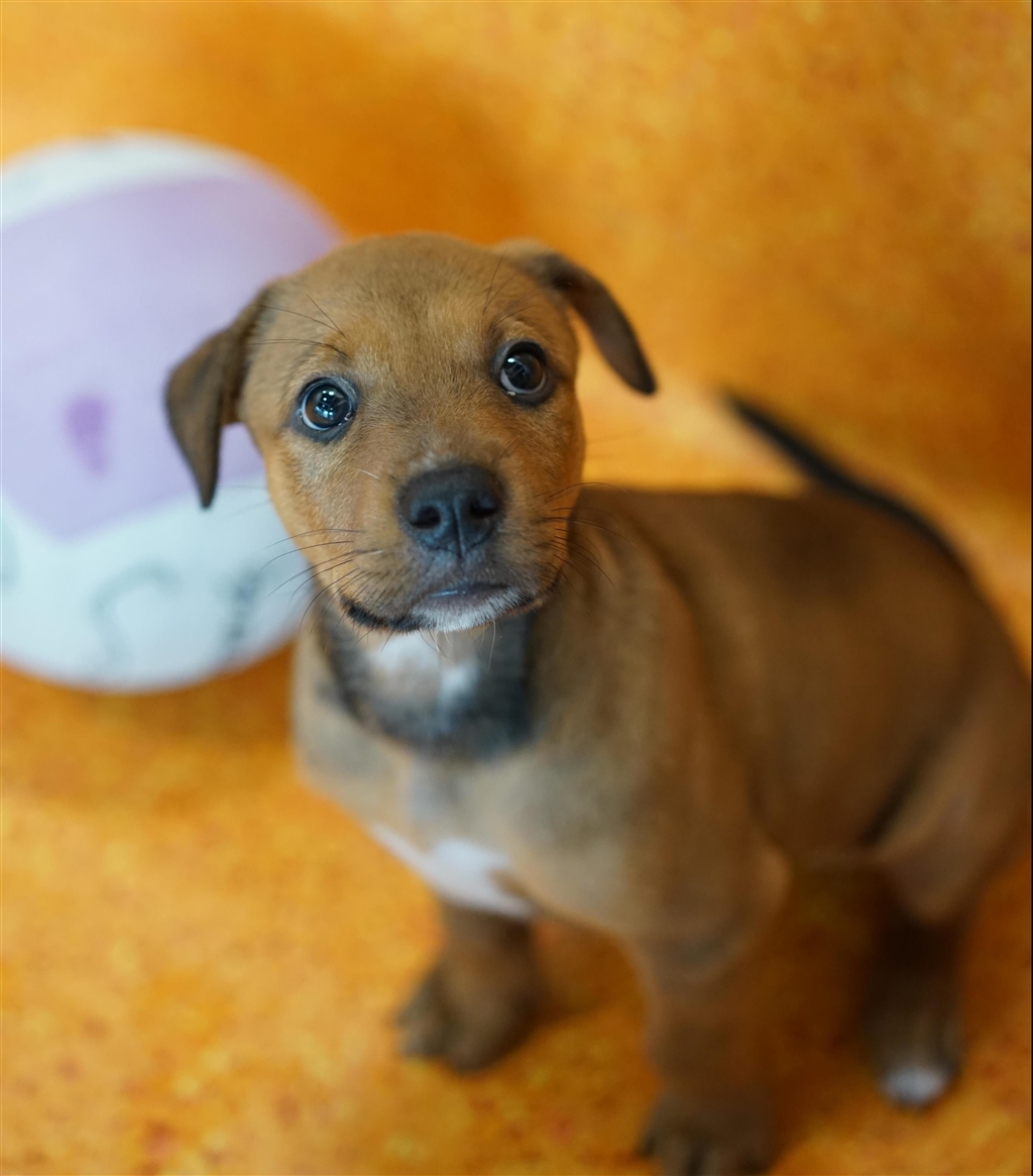 Daisy - Medium Female Rhodesian Ridgeback x American Staffordshire Bull ...