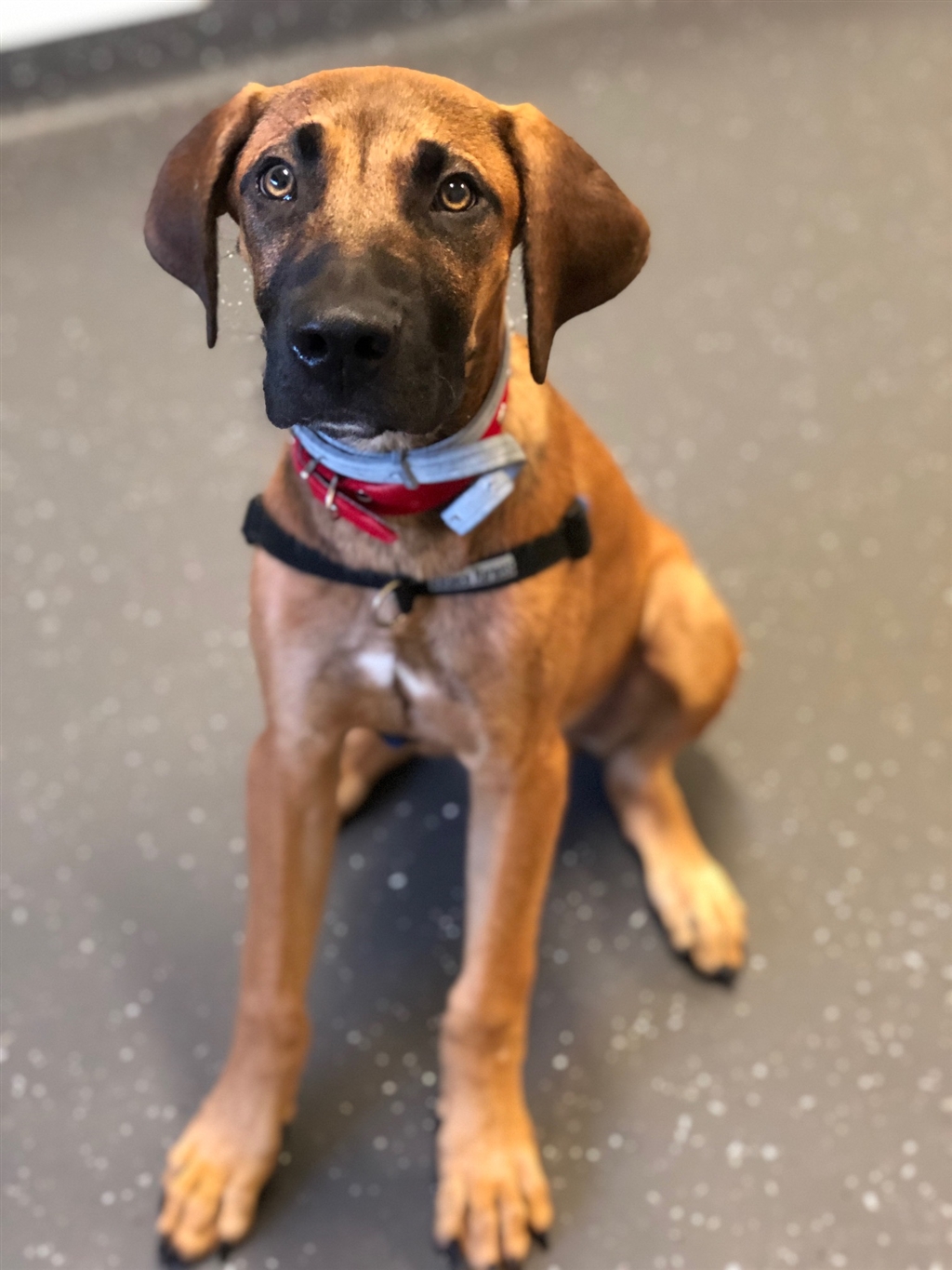 Burger - Large Male Rhodesian Ridgeback x English Pointer Mix Dog in ...