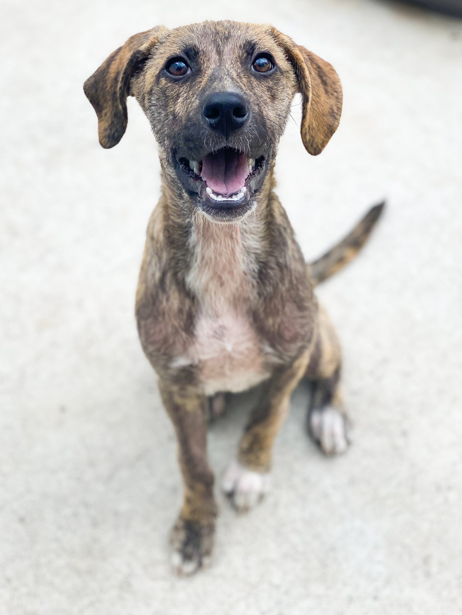 Florence - Medium Female Mixed Breed Mix Dog in NSW - PetRescue