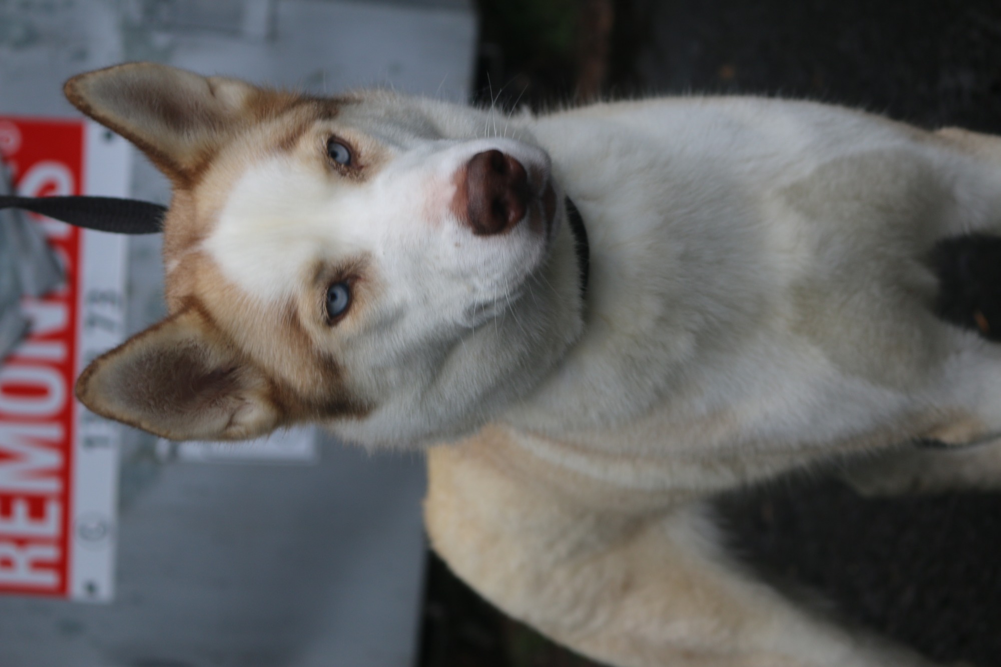 Kyle - Medium Male Husky Dog in NSW - PetRescue
