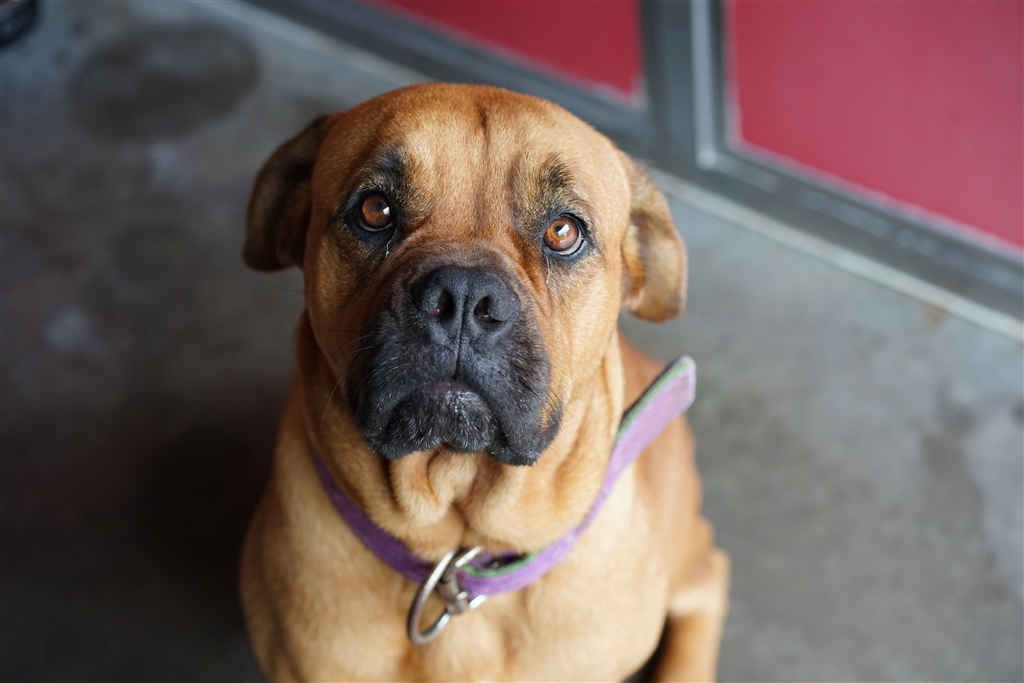 Charlie - Medium Female Boxer x Rottweiler Mix Dog in QLD - PetRescue