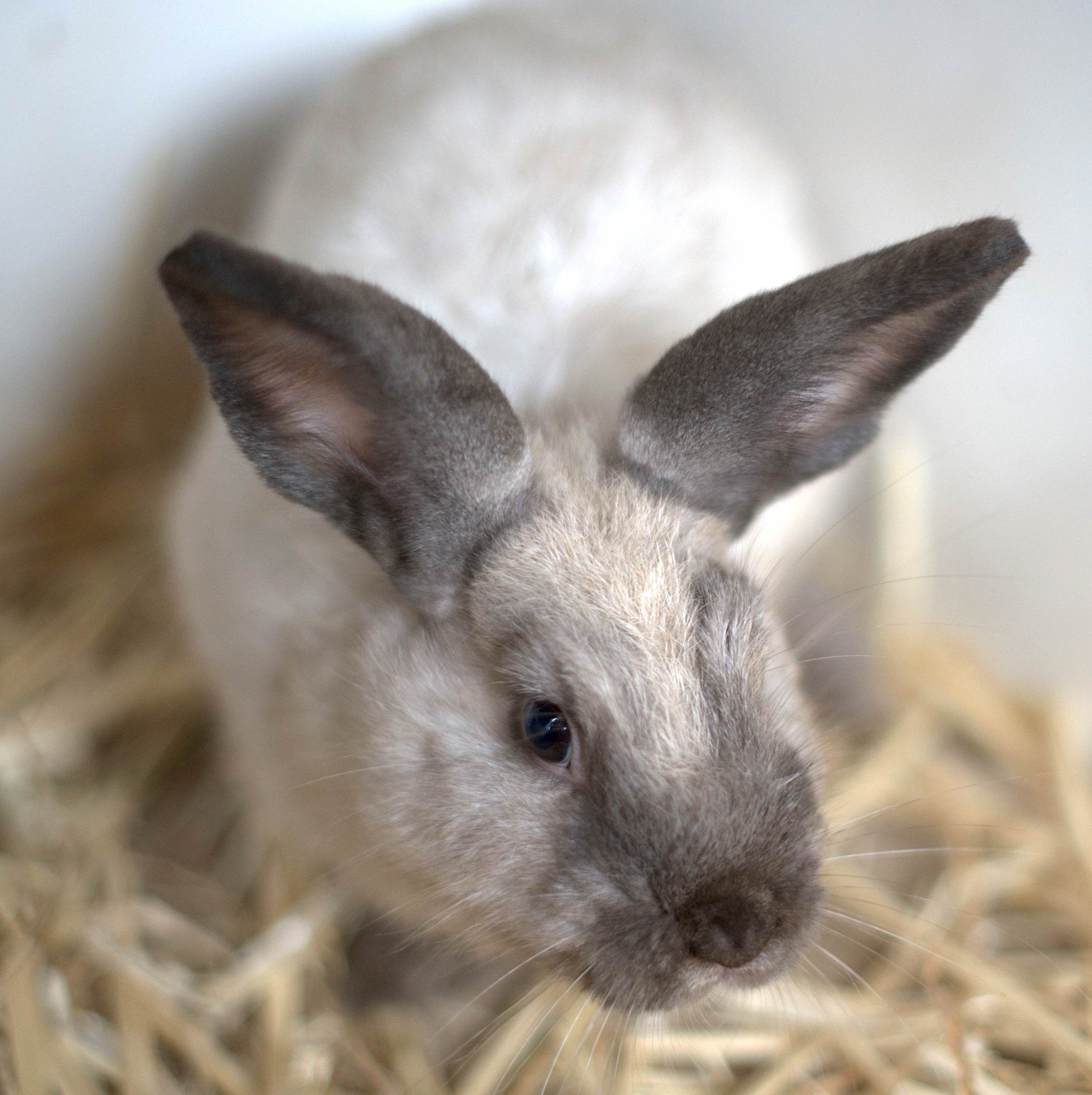 Juju - Male Rabbit in NSW - PetRescue