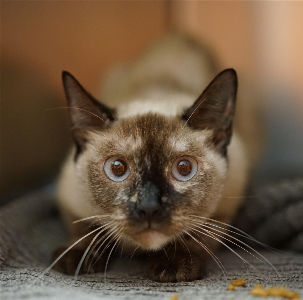 Luna - Female Layanese Mix Cat in QLD - PetRescue