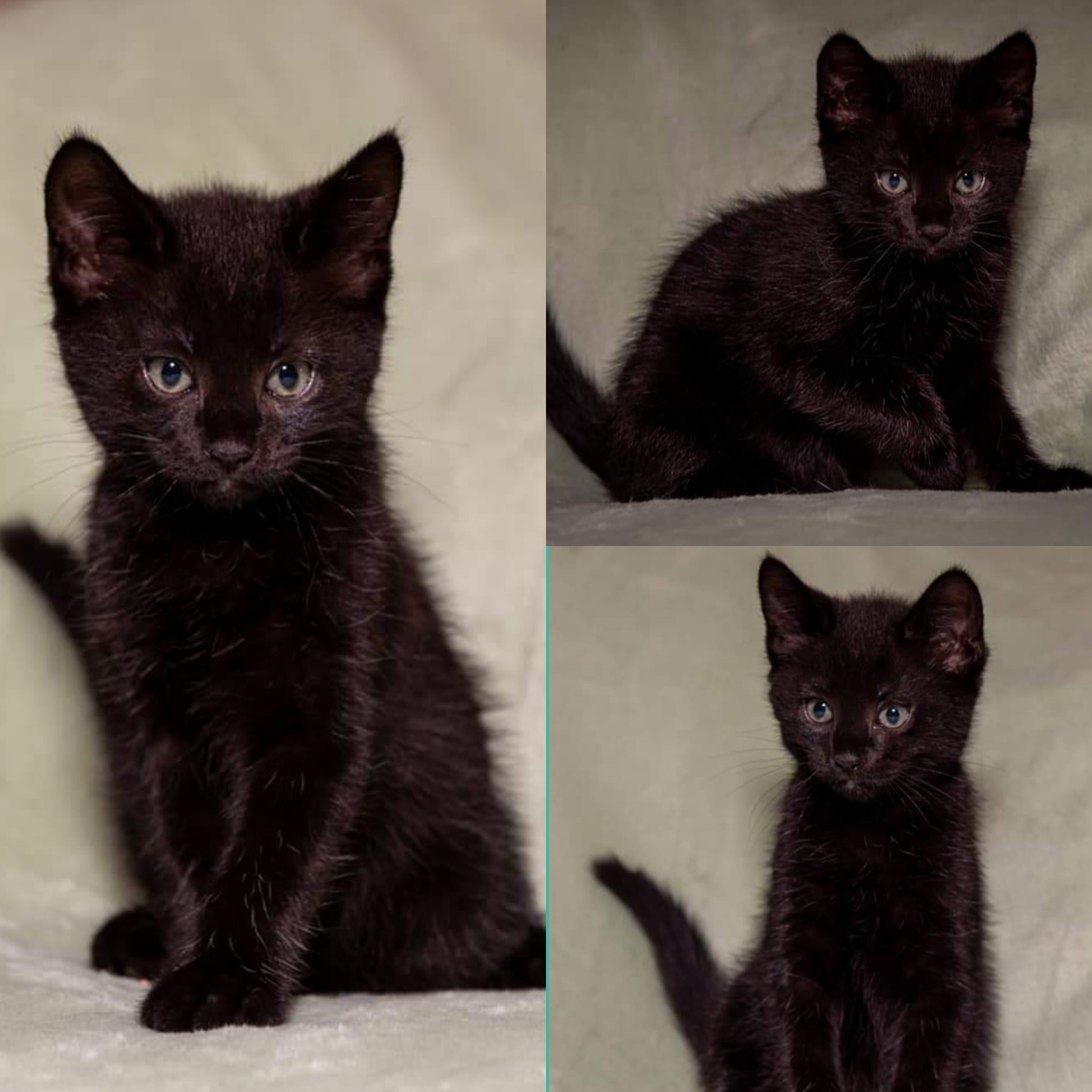 1915– Lancelot - Male Domestic Short Hair Cat in WA - PetRescue