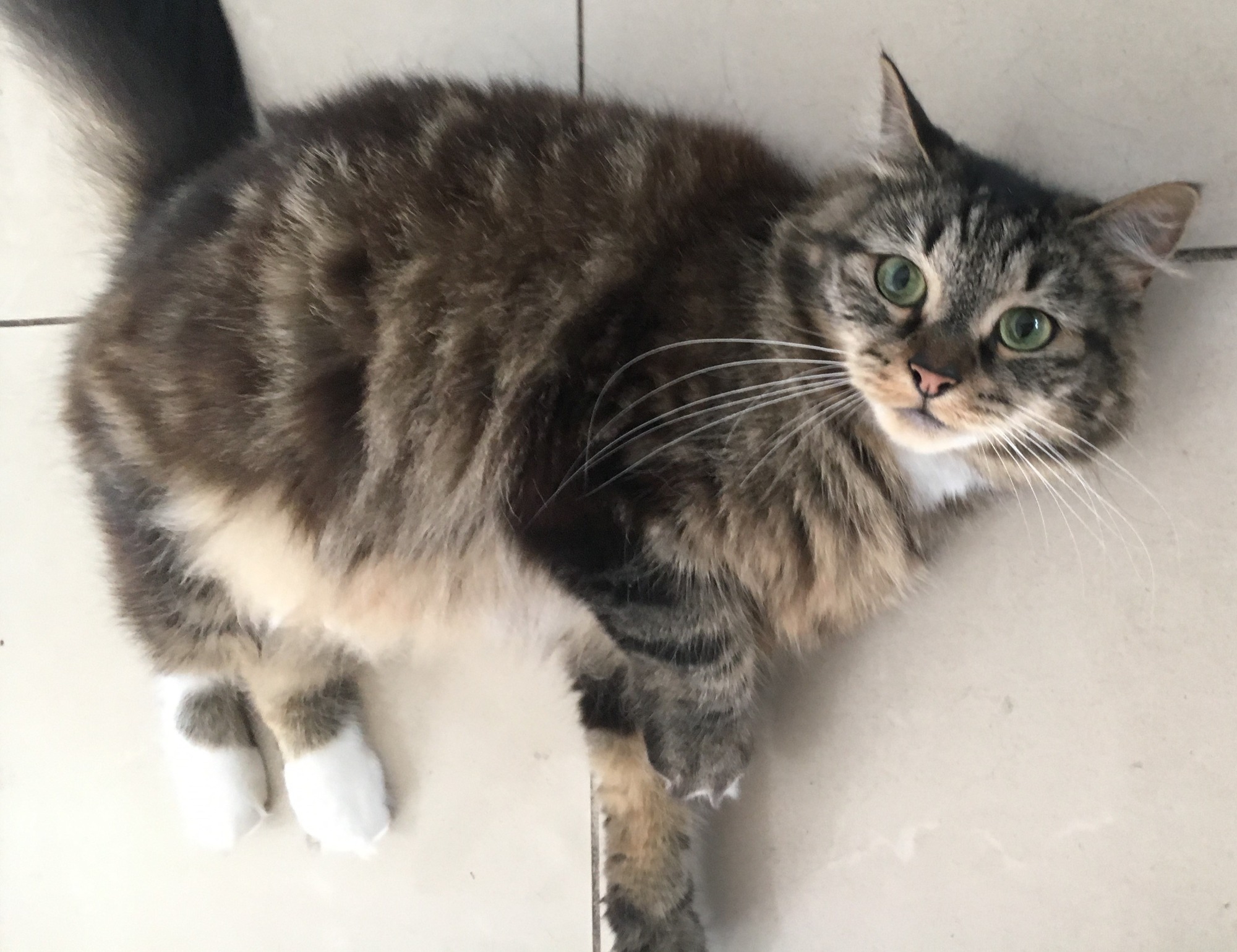 Blinky - Female Domestic Medium Hair Cat in VIC - PetRescue