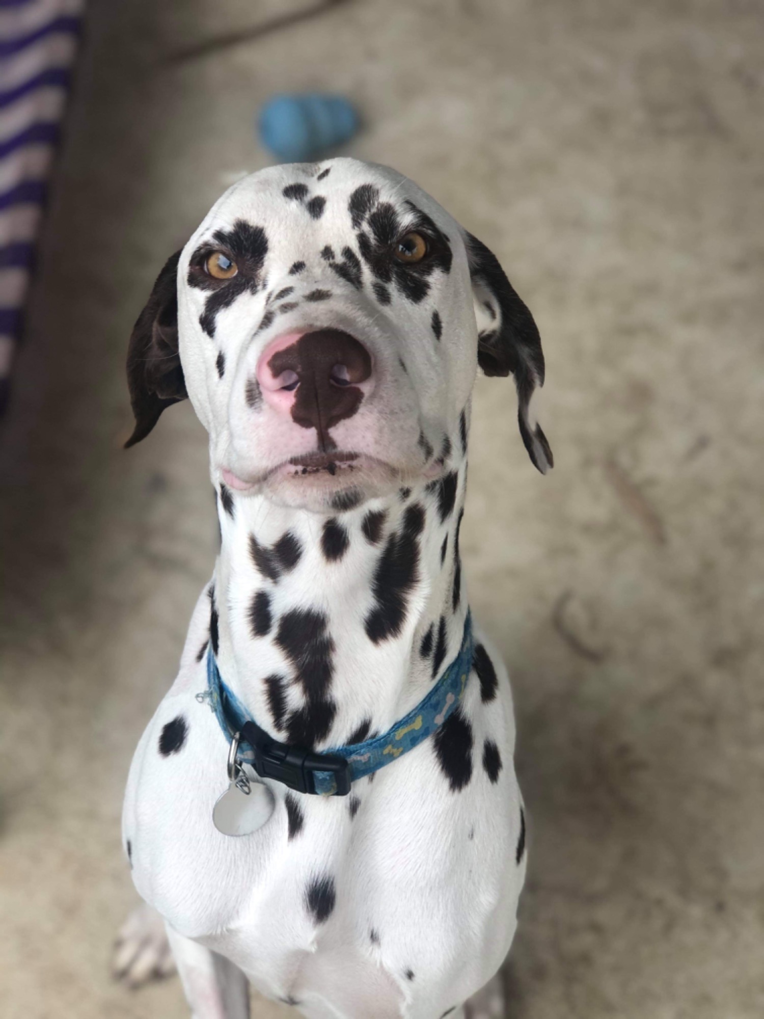 Pongo - Medium Male Dalmatian Dog in ACT - PetRescue
