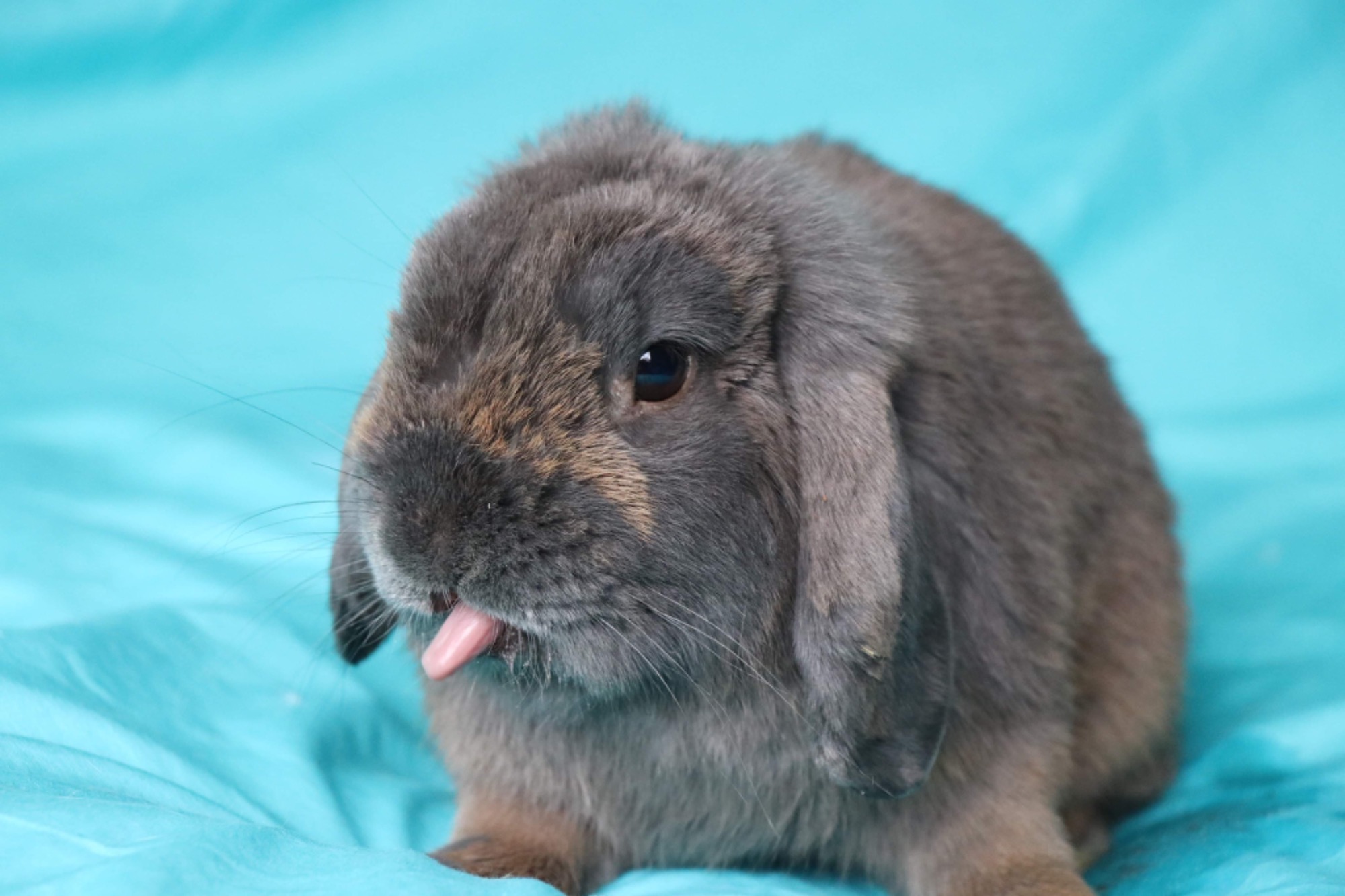 George - Male Lop Eared Rabbit in VIC - PetRescue