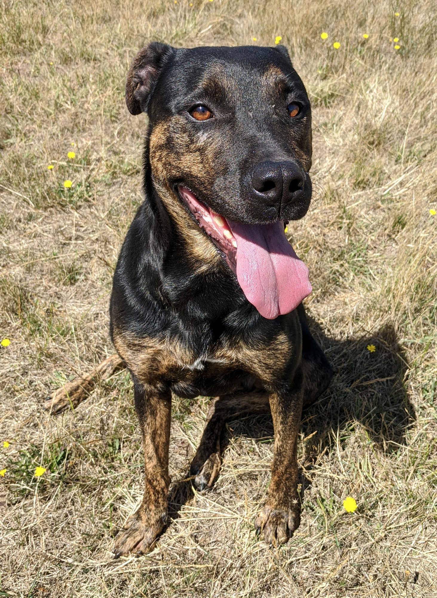 Ella - Large Female Rottweiler x Staffy Mix Dog in VIC - PetRescue