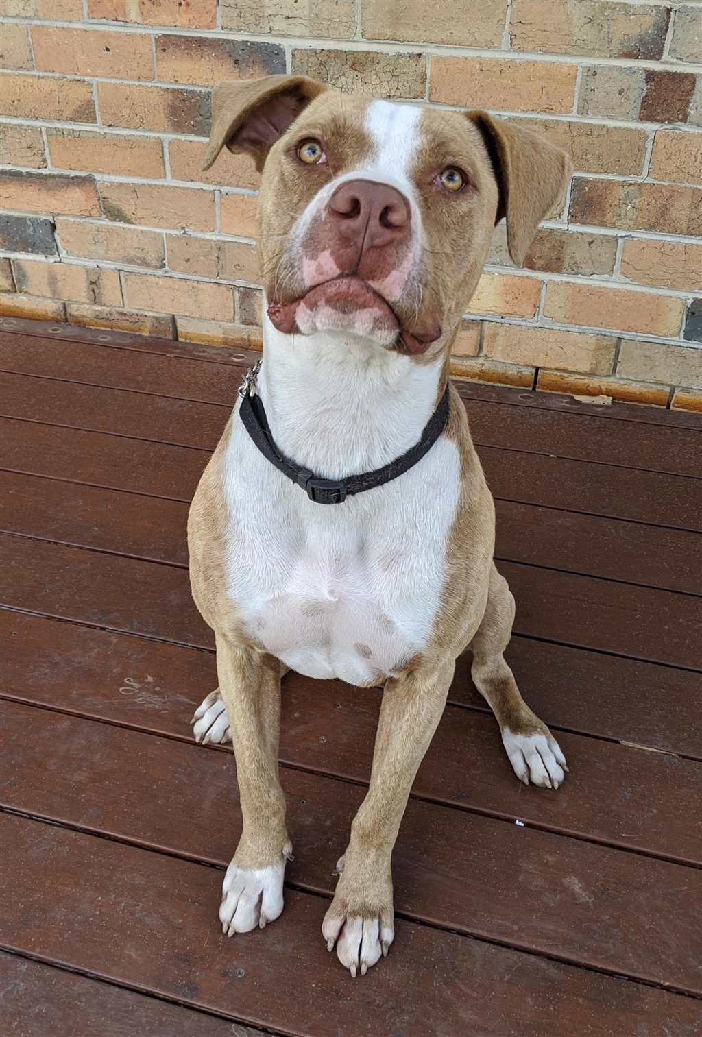 Gus - Large Male American Staffy Mix Dog in VIC - PetRescue