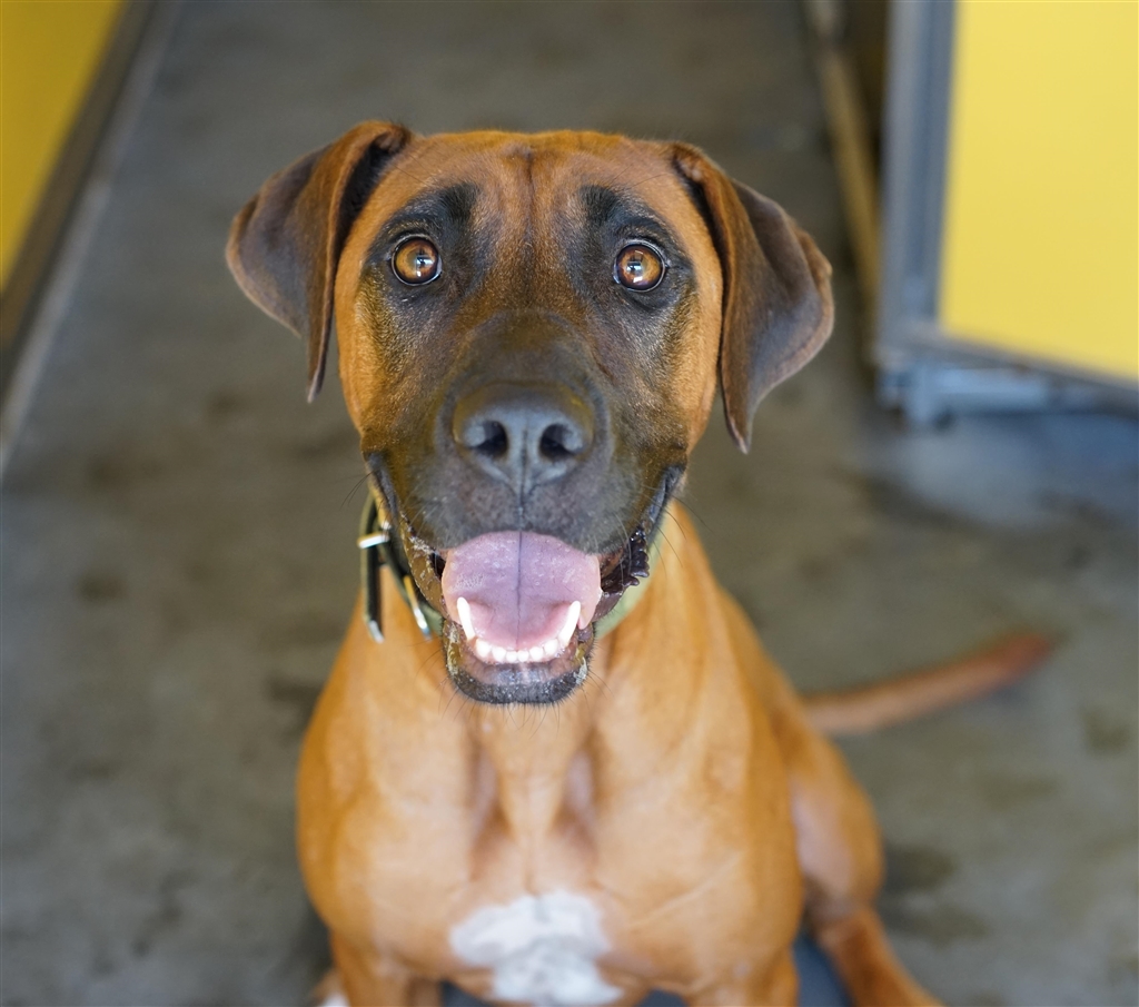 Layla - Medium Female Rhodesian Ridgeback x American Staffordshire Bull ...
