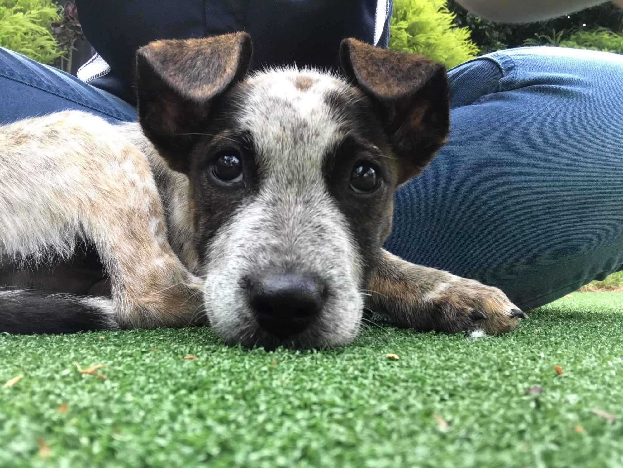 Lewis - Medium Male Cattle Dog x Bull Terrier Mix Dog in VIC - PetRescue