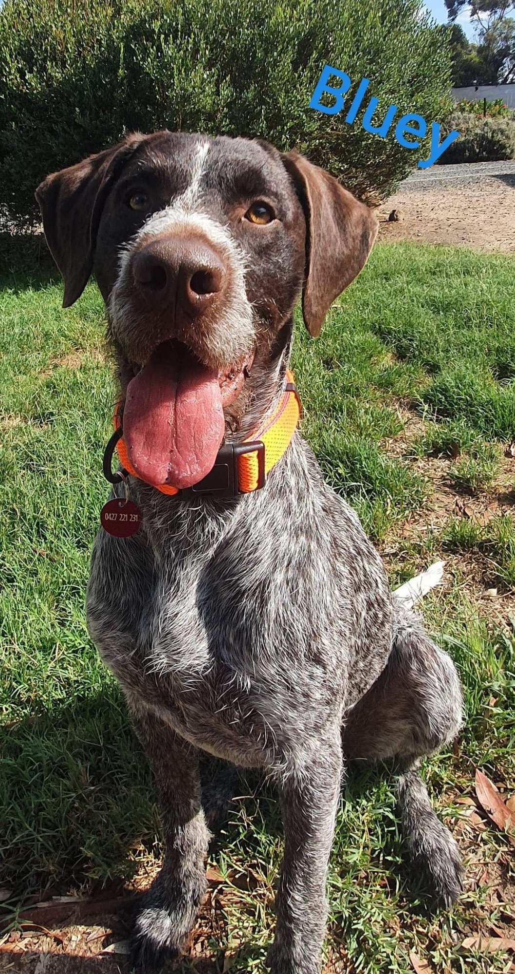 Bluey - Medium Male German Wirehaired Pointer Dog in VIC - PetRescue