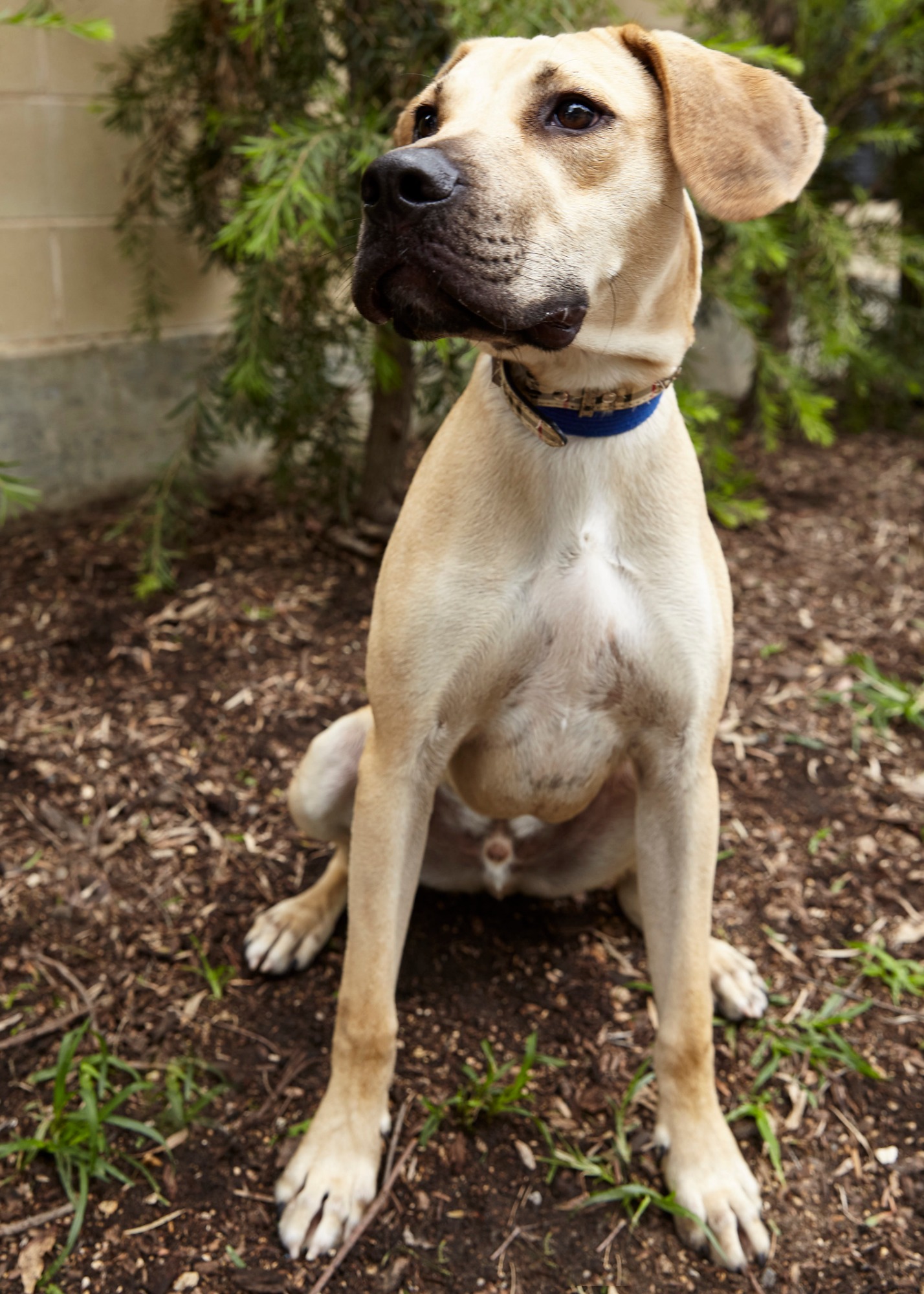 Zac - Large Male Mastiff Mix Dog in NSW - PetRescue