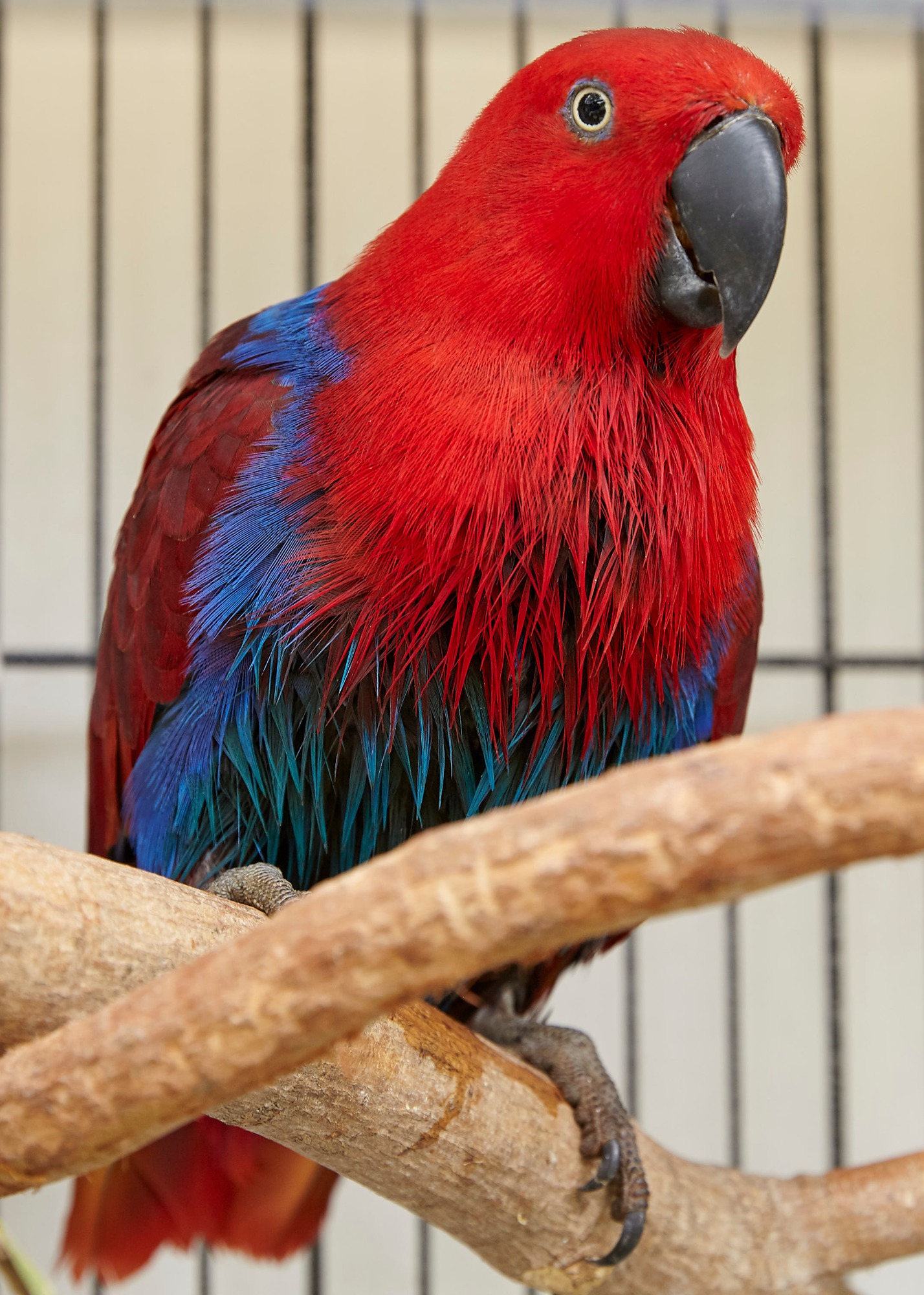 Loretta - Female Bird in NSW - PetRescue