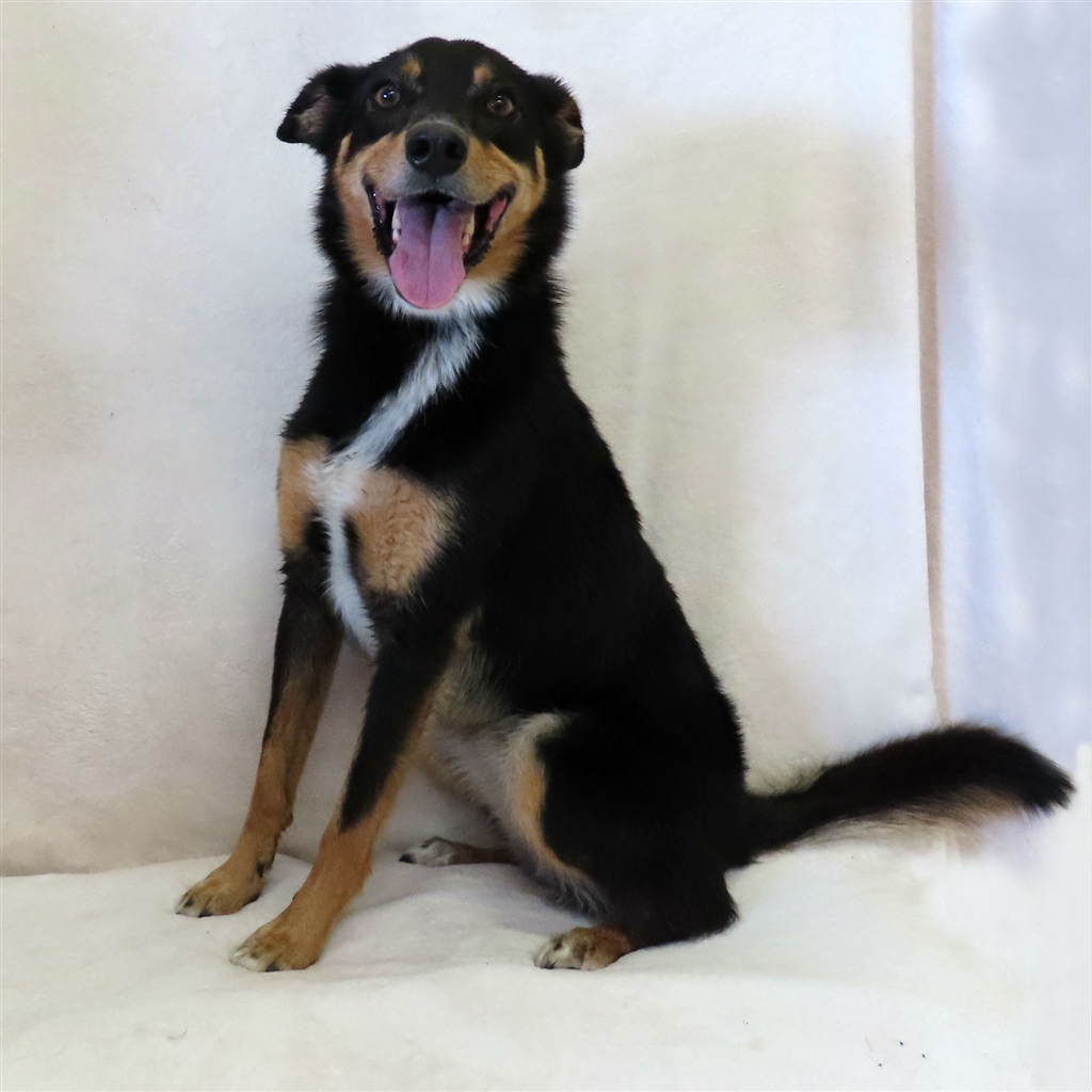 Jesse - Medium Female Kelpie x German Coolie Mix Dog in VIC - PetRescue