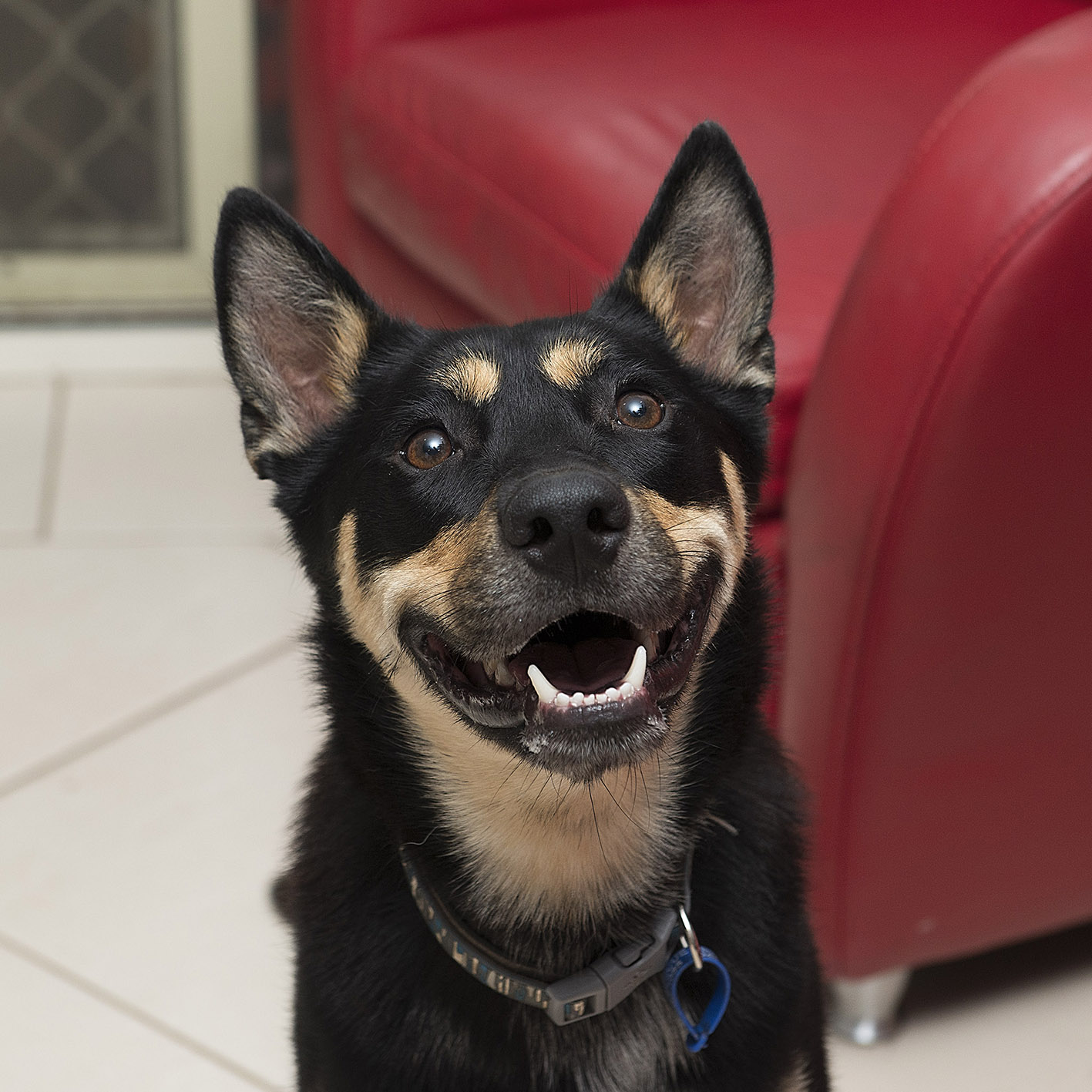 Rosto ~ 4yo Kelpie x Husky ~ On Trial 24/4/20 - Medium Male Kelpie x ...