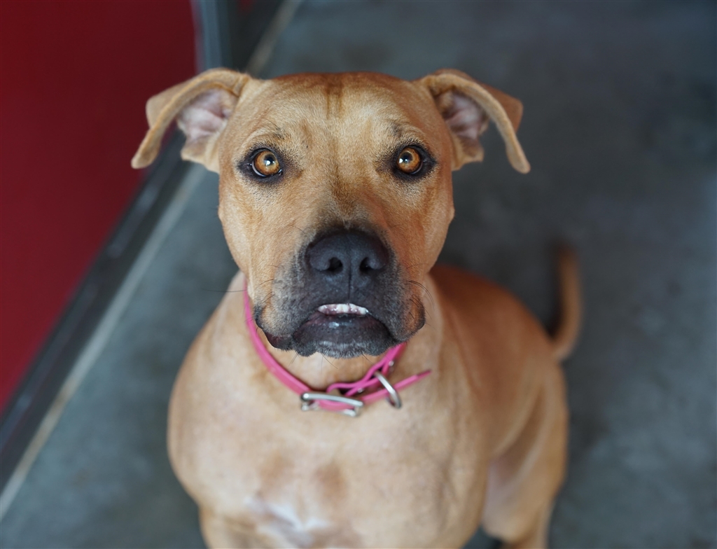 Keeley - Medium Female Boxer x American Staffordshire Bull Terrier Mix ...