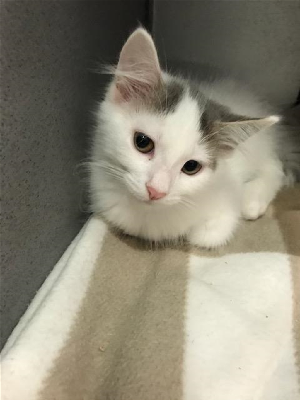 Lisa - Female Domestic Long Hair x Turkish Van Mix Cat in QLD - PetRescue
