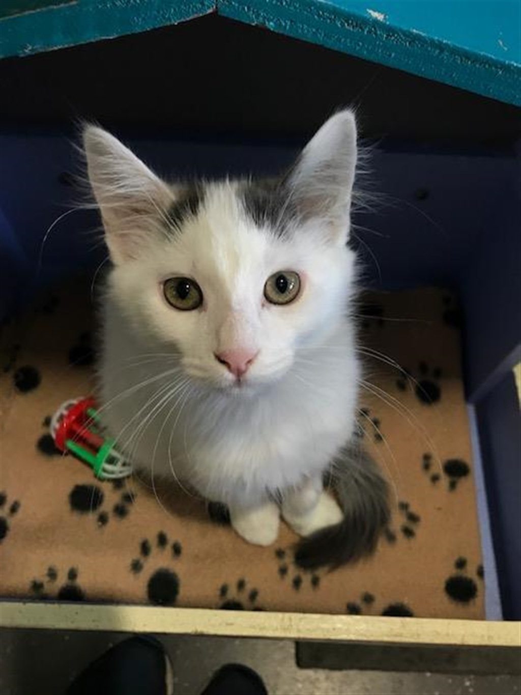 Marge - Female Domestic Long Hair x Turkish Van Mix Cat in QLD - PetRescue