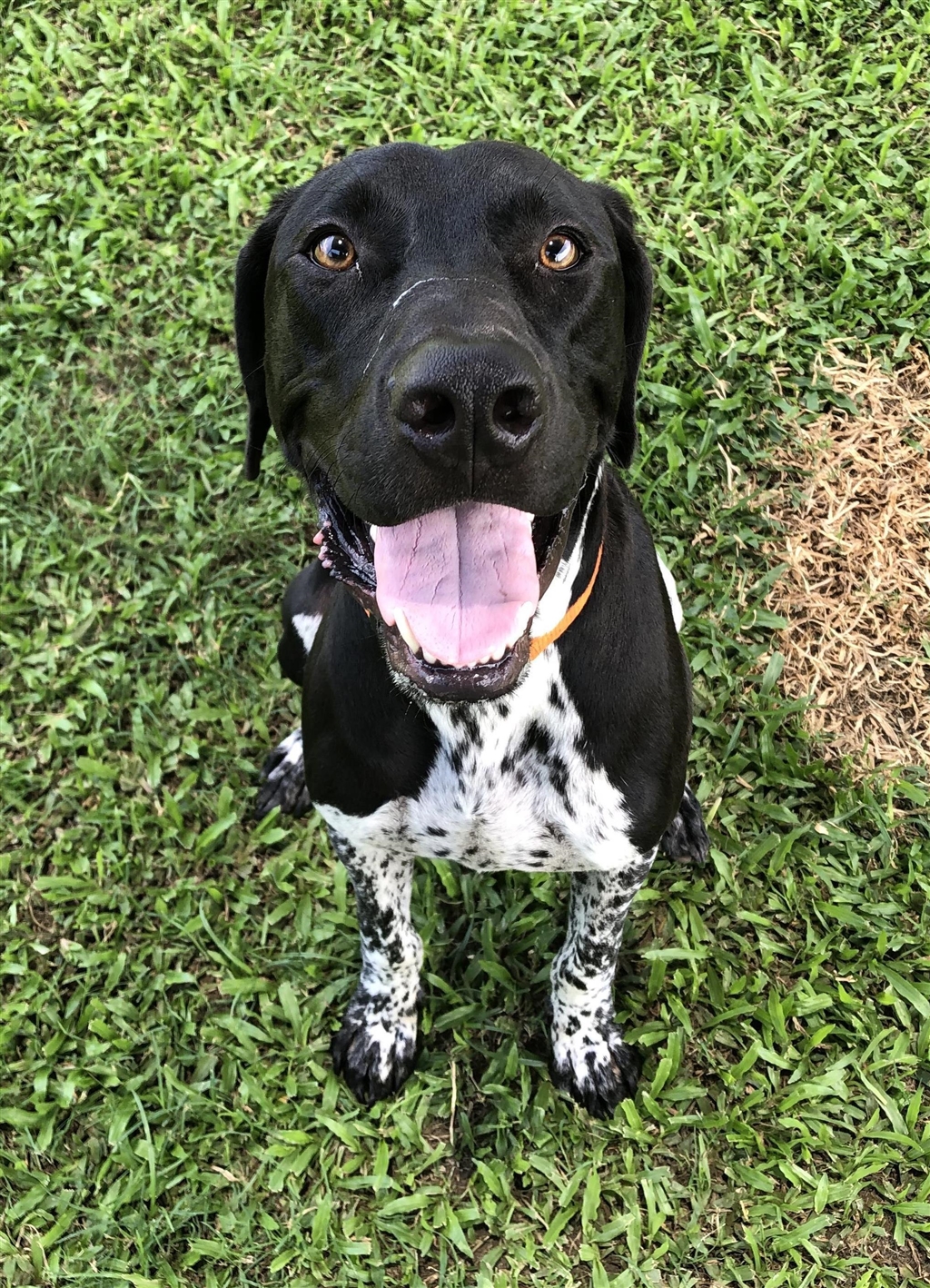 Pablo - Medium Male German Shorthaired Pointer Mix Dog in QLD - PetRescue