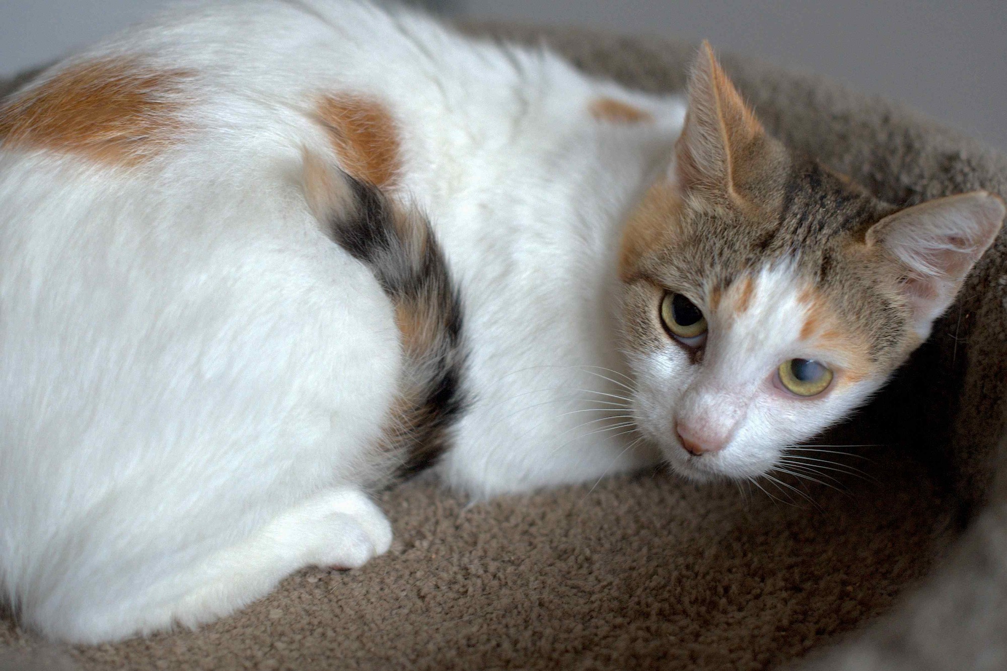 Monica - Female Domestic Short Hair Cat in NSW - PetRescue