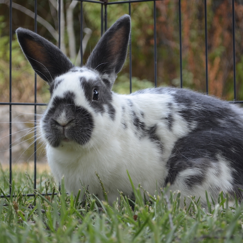 Oreo - Male Rabbit in NSW - PetRescue