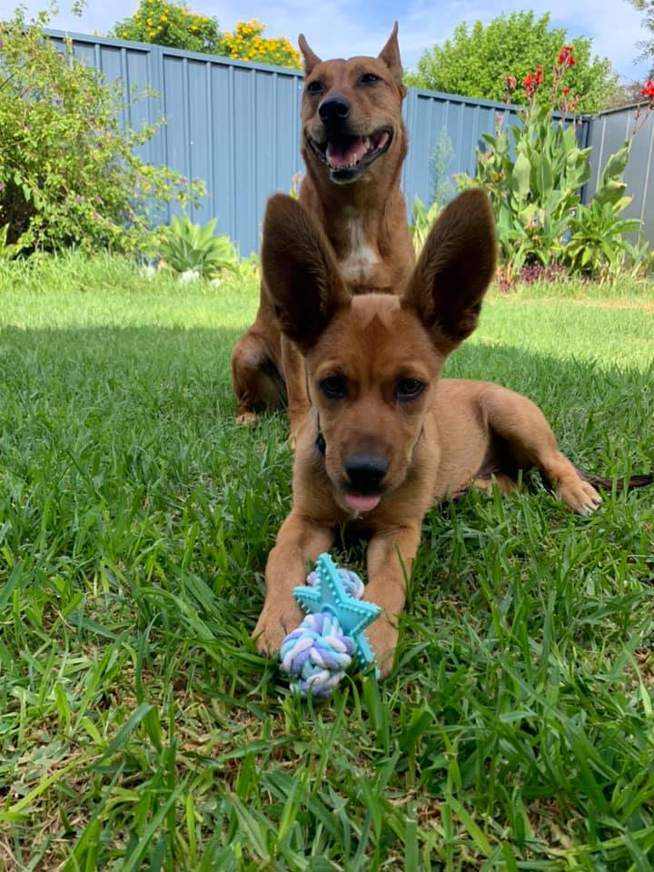 Puppy Bugs DL2398 - Large Male German Shepherd Mix Dog in WA - PetRescue