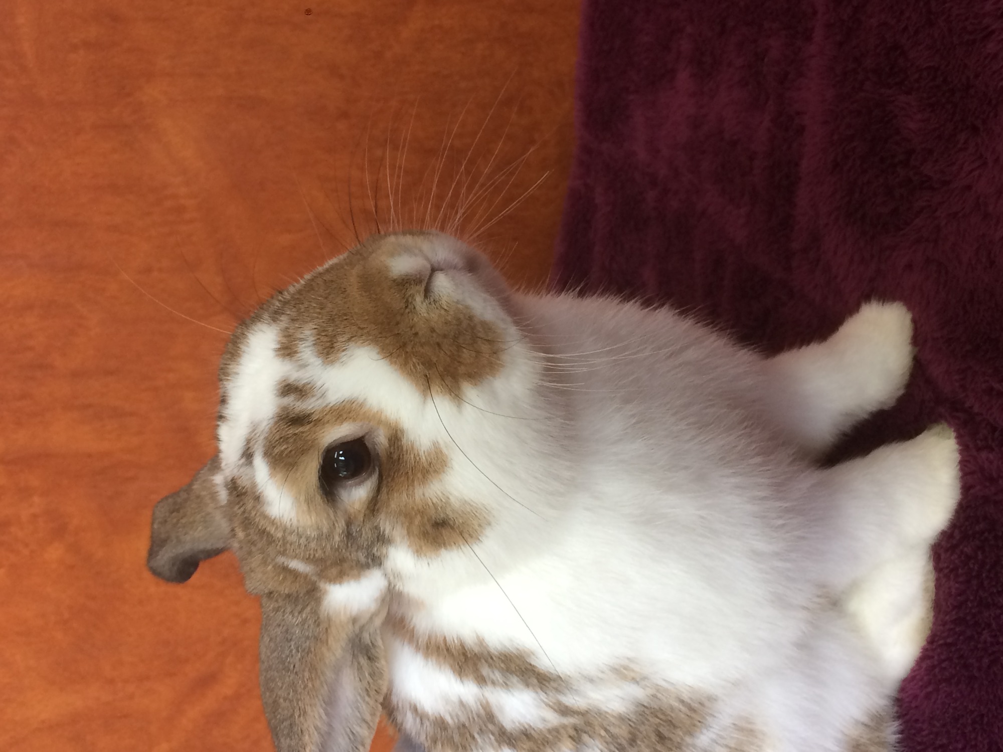 Moss - Male Dwarf lop Mix Rabbit in VIC - PetRescue