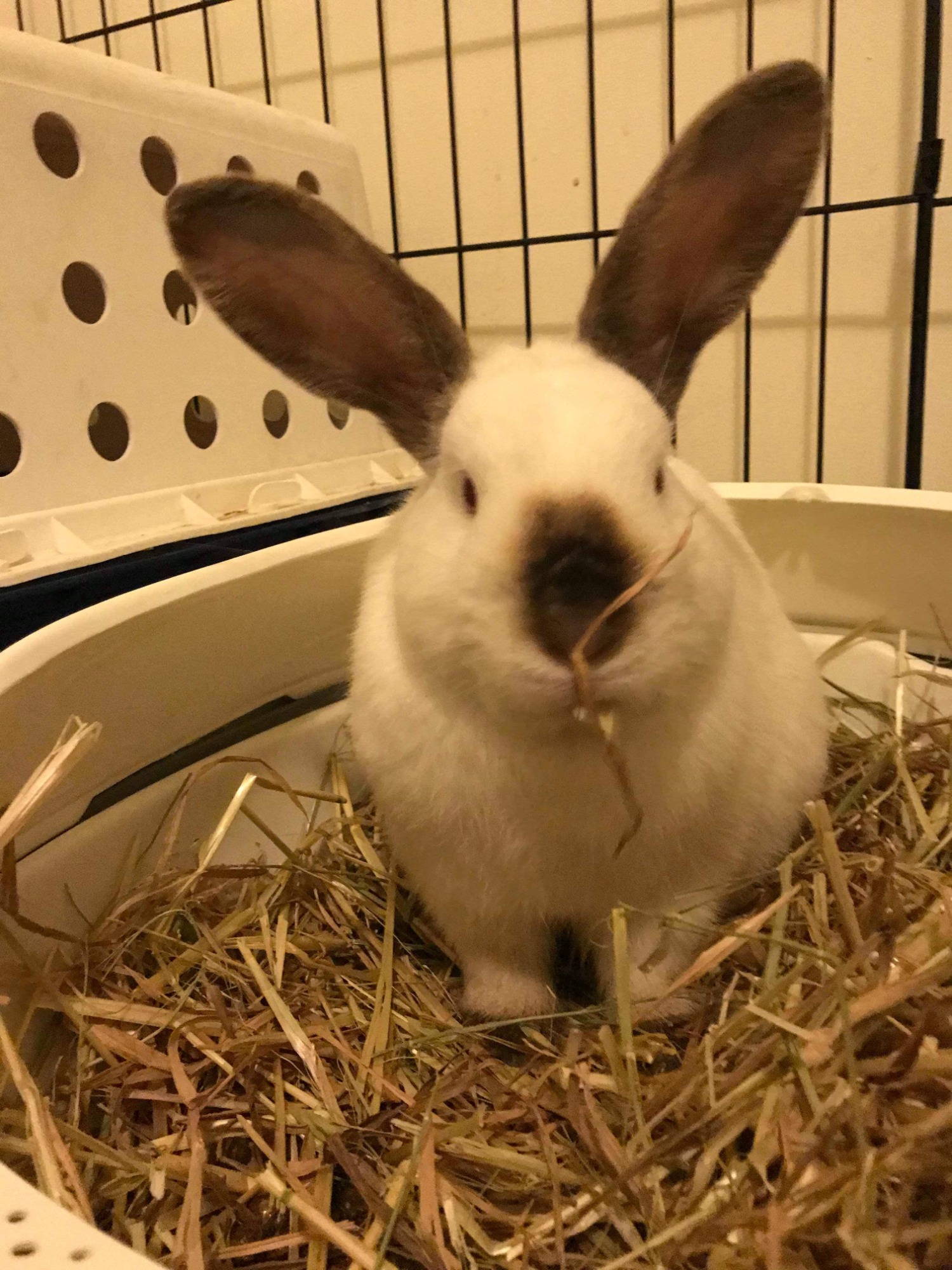 Dasher - Male Himalayan Dwarf Rabbit in WA - PetRescue
