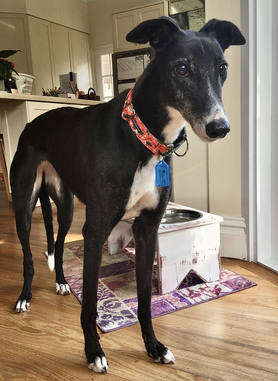 Sylvia - Large Female Greyhound Dog in NSW - PetRescue