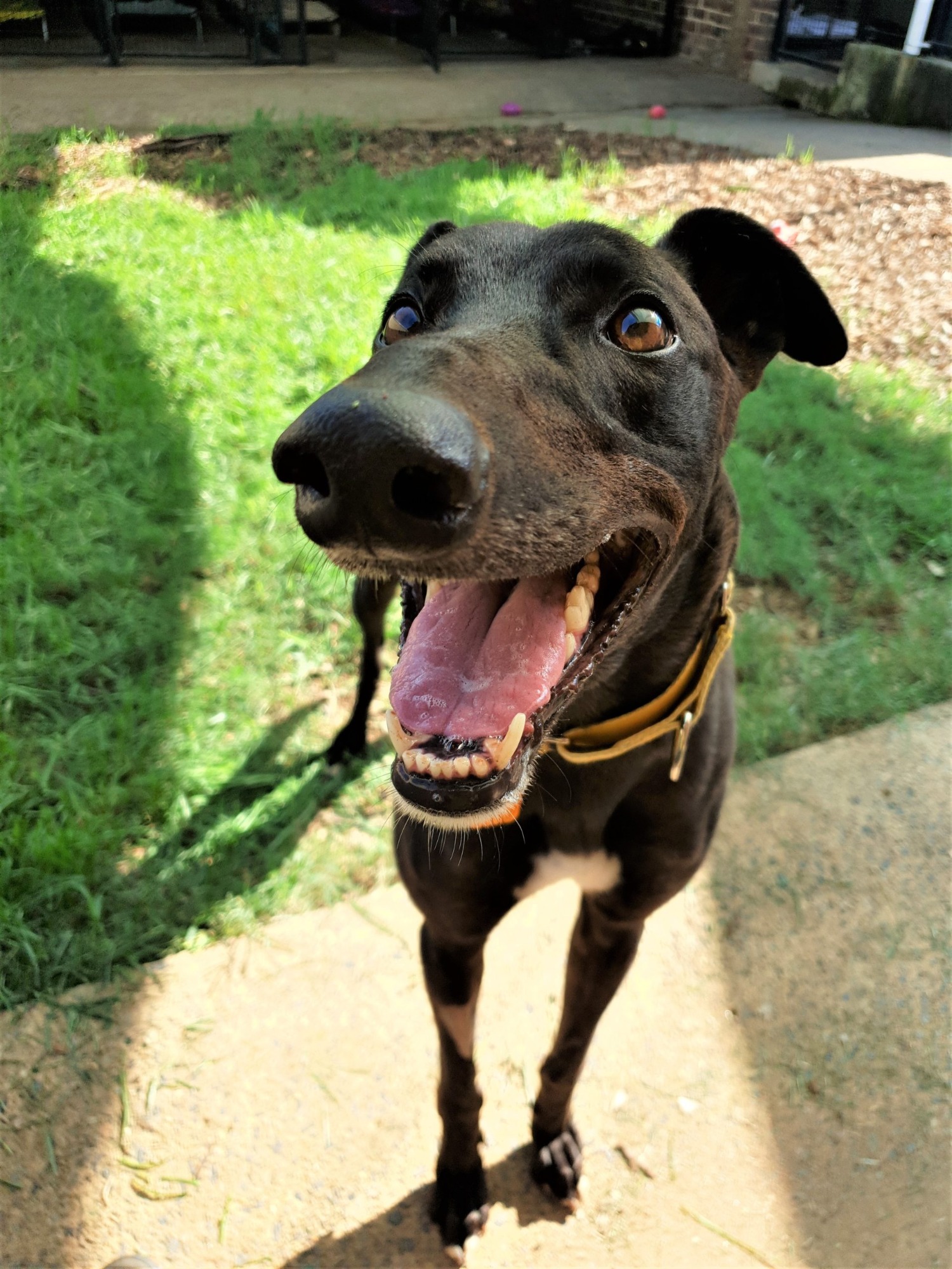 Sirius - Large Male Greyhound Dog in NSW - PetRescue