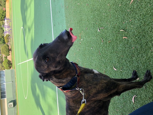 Cricket - Small Female Greyhound Dog in VIC - PetRescue