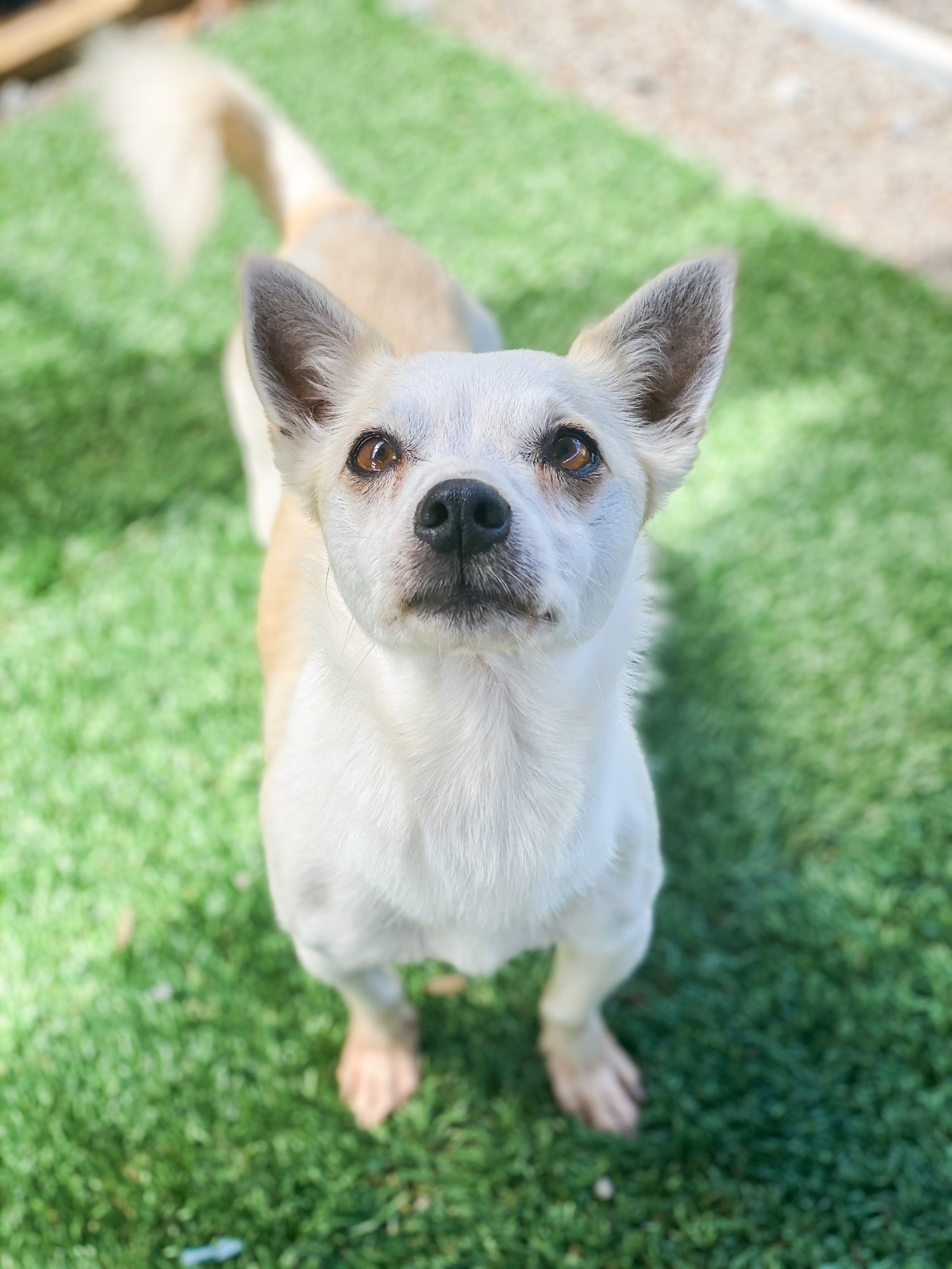 Jake - Small Male Jack Russell Terrier Mix Dog in NSW - PetRescue
