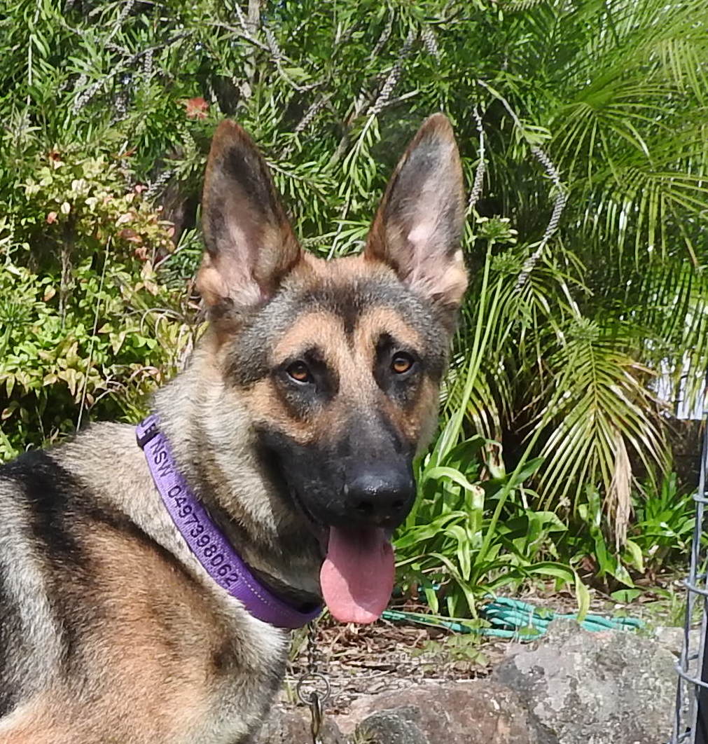 Milo - Large Male German Shepherd Dog in NSW - PetRescue