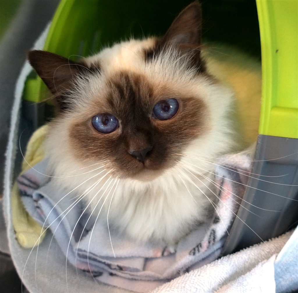 Penny - Female Birman Mix Cat in TAS - PetRescue