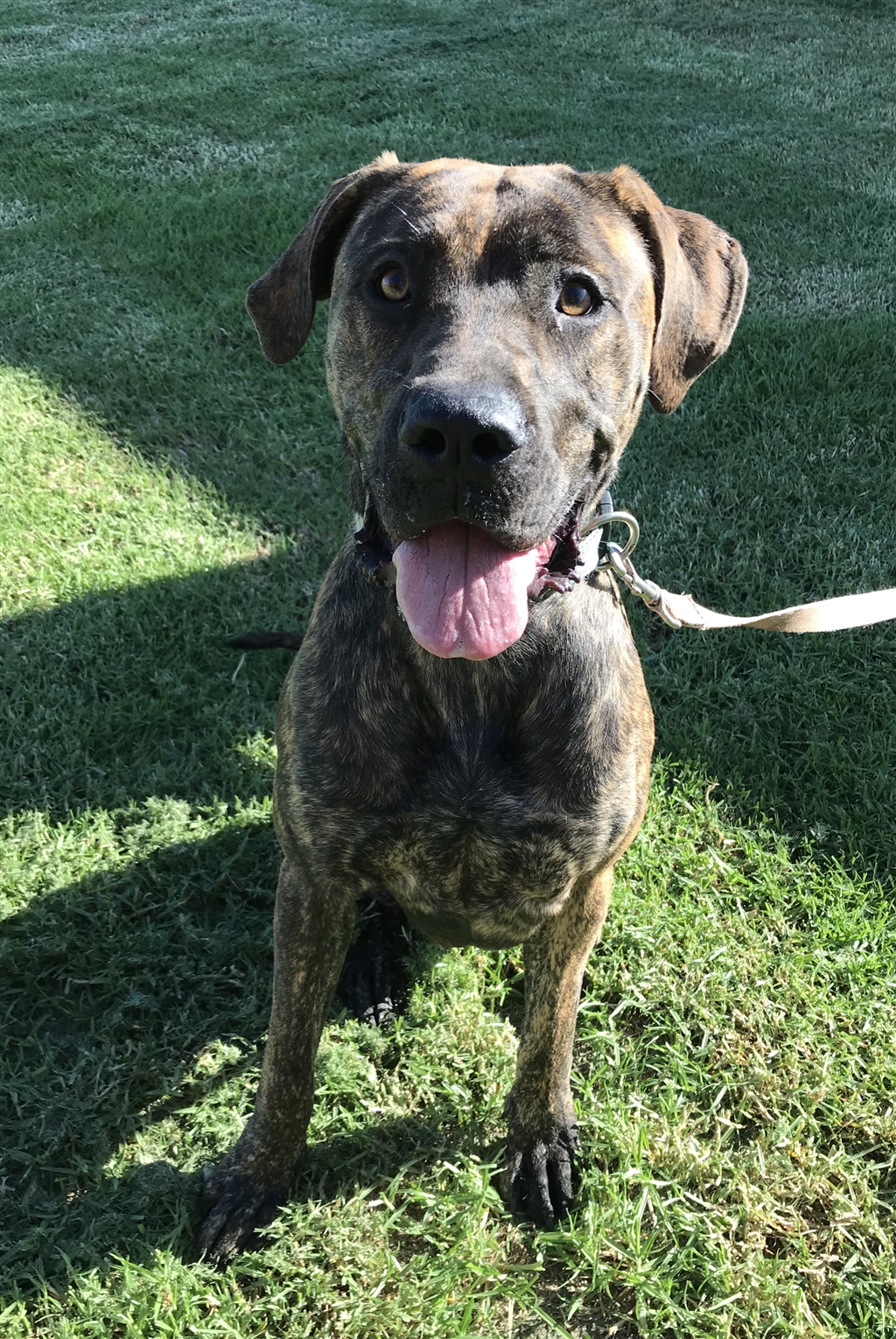Chloe - Large Female Australian Bandog Mix Dog in QLD - PetRescue
