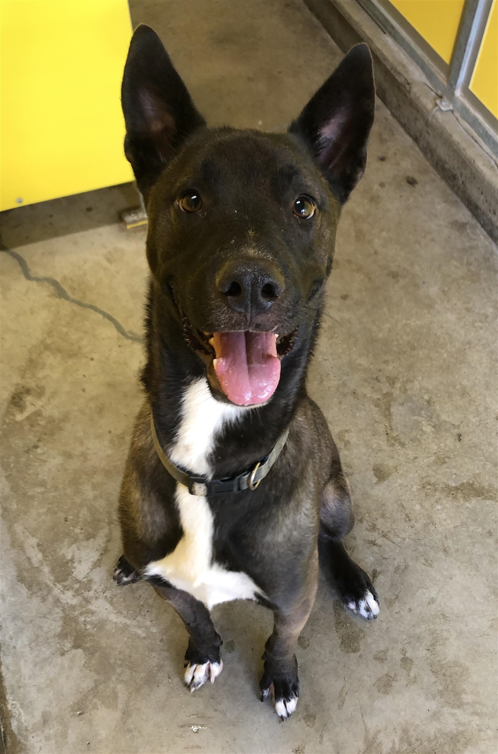 Rambo - Large Male Siberian Husky x English Staffordshire Bull Terrier ...