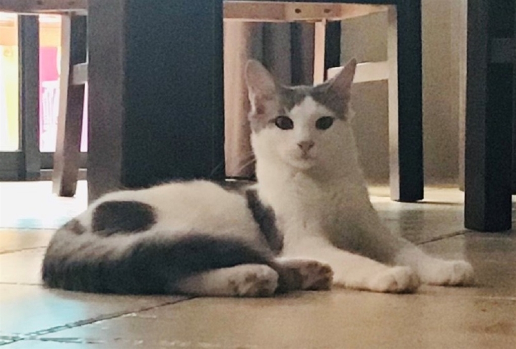 Howard Moon - Male Domestic Medium Hair Mix Cat in WA - PetRescue