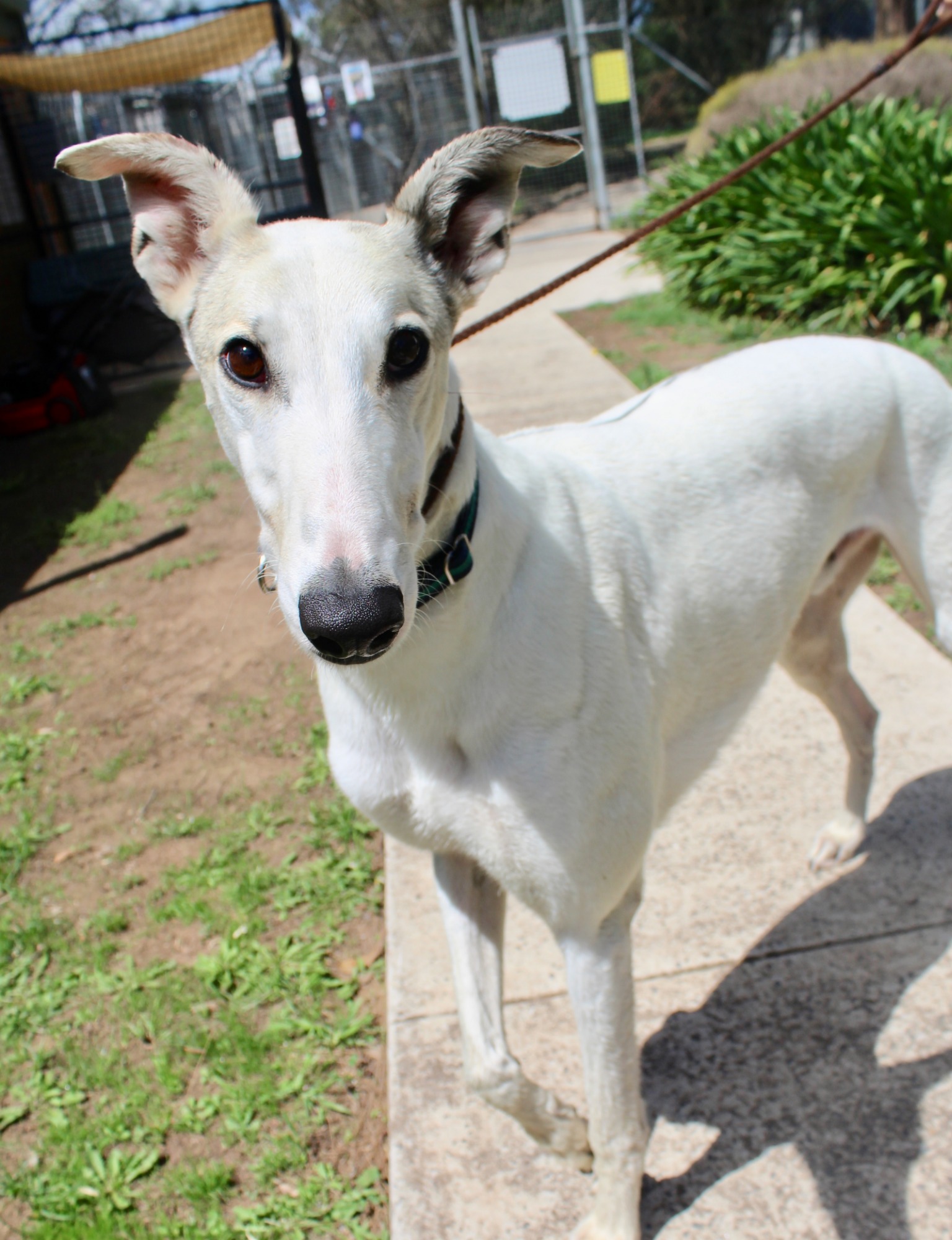 Gandalf the Grey - Large Male Greyhound Dog in NSW - PetRescue