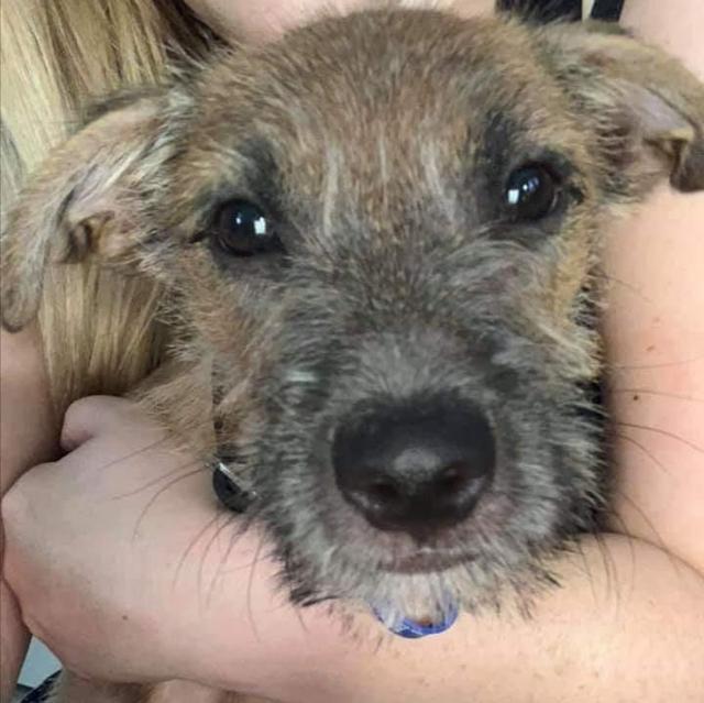 Tramp - Small Male Terrier x Mixed Breed Mix Dog in WA - PetRescue