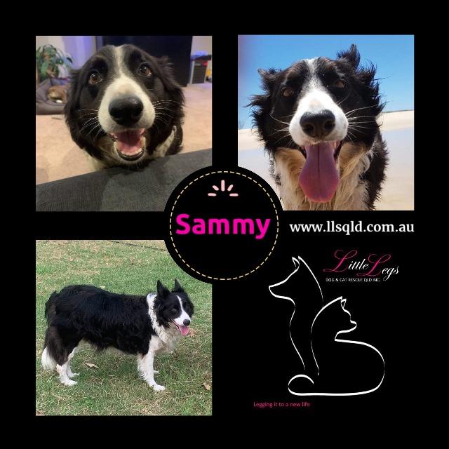 Sammy - Large Male Border Collie Dog in QLD - PetRescue