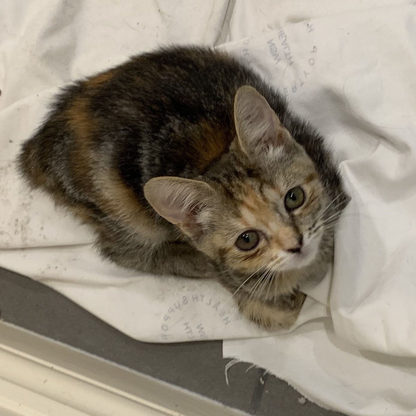 Sookie - Female Manx Mix Cat in QLD - PetRescue