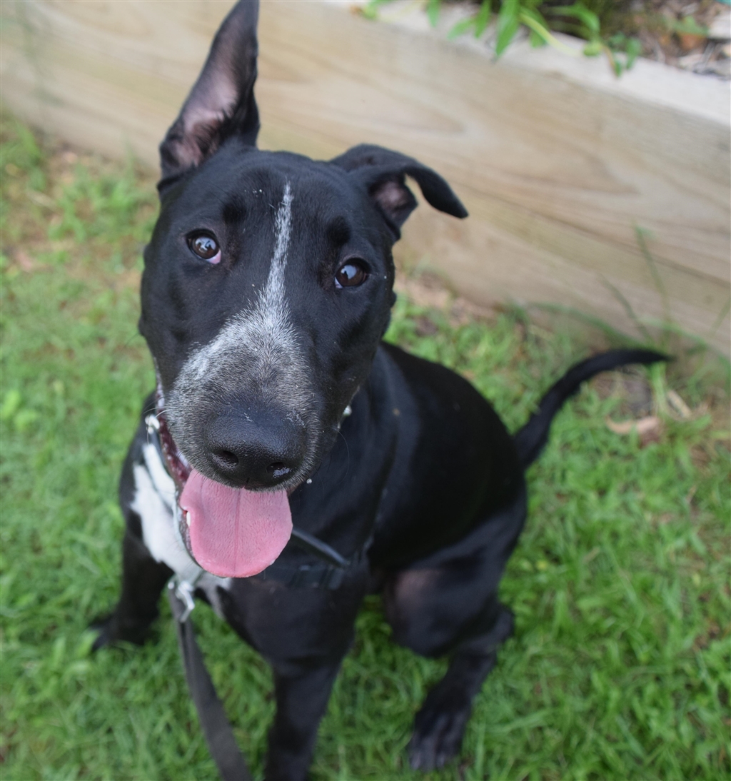 Max - Medium Male Australian Cattle Dog x Bull Terrier Mix Dog in QLD ...