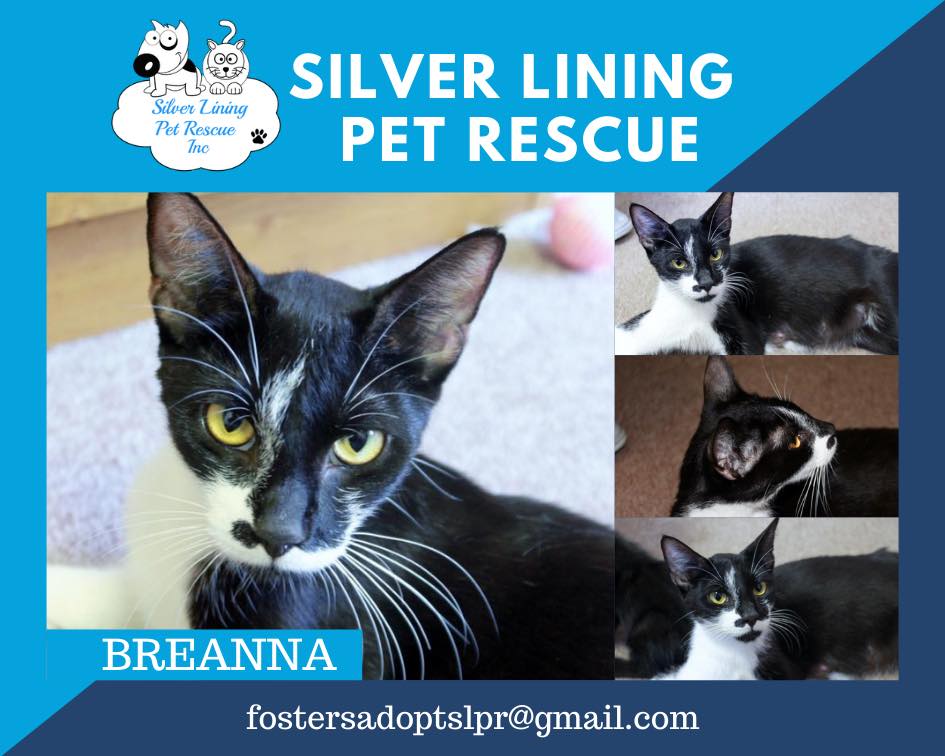 Breanna - Female Domestic Short Hair Cat in QLD - PetRescue